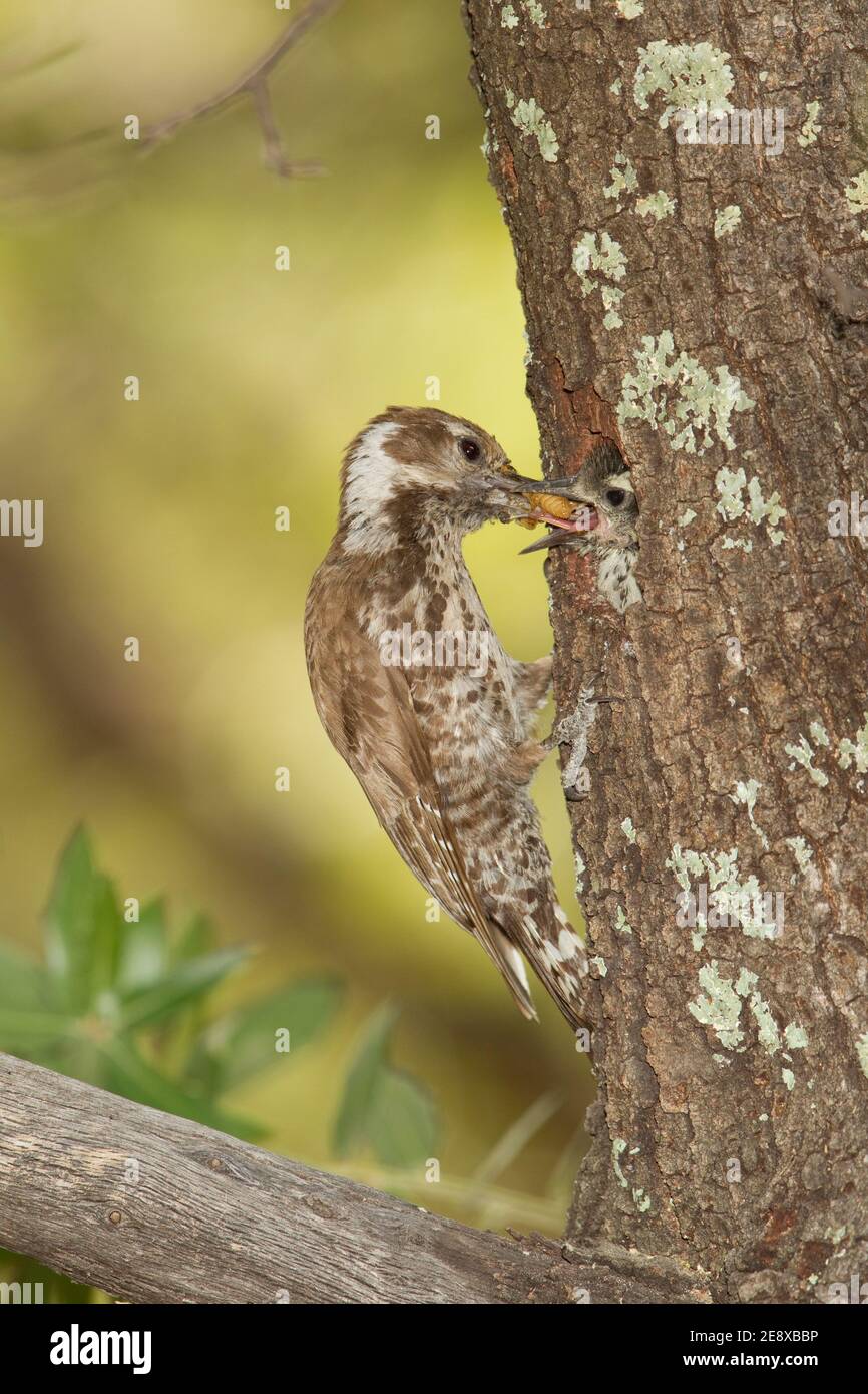 Arizona Woodpecker female feeding nestling, Picoides arizonae, in oak ...