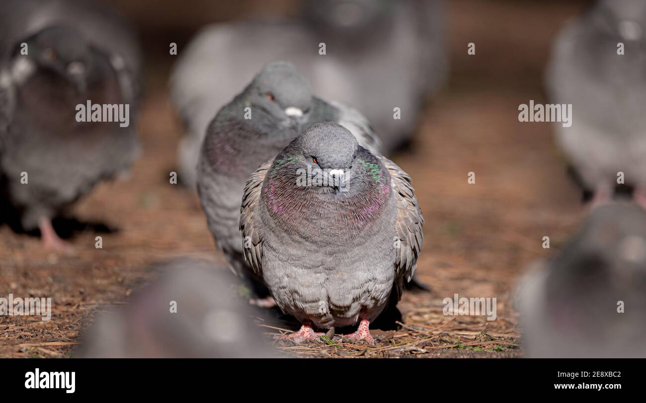 The Rock Dove Pigeon or common Pigeon Stock Photo - Alamy
