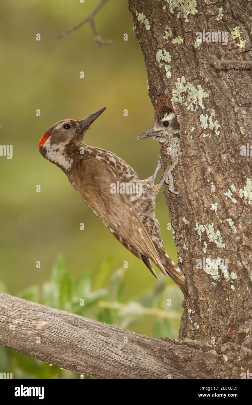 Arizona Woodpecker male feeding nestling, Picoides arizonae, in oak ...