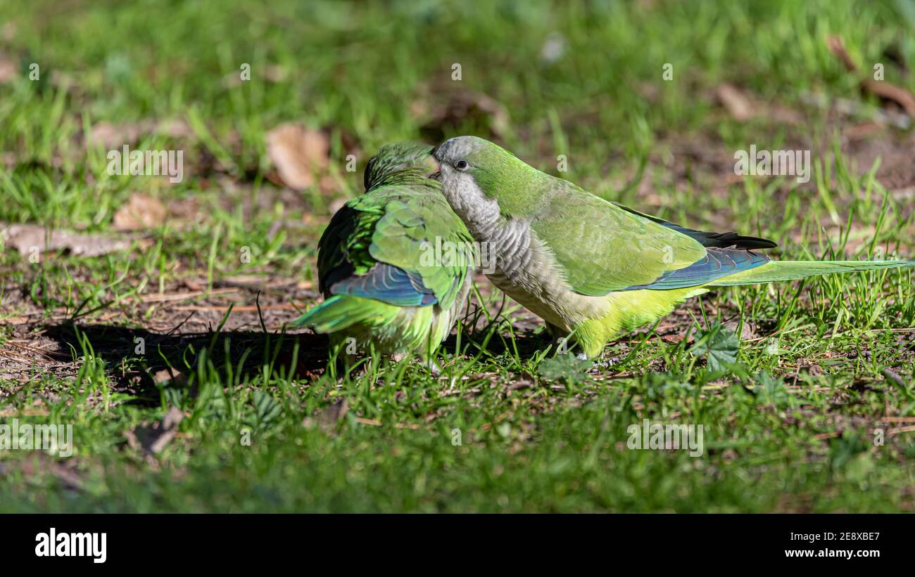 Parrots talking hi-res stock photography and images - Alamy