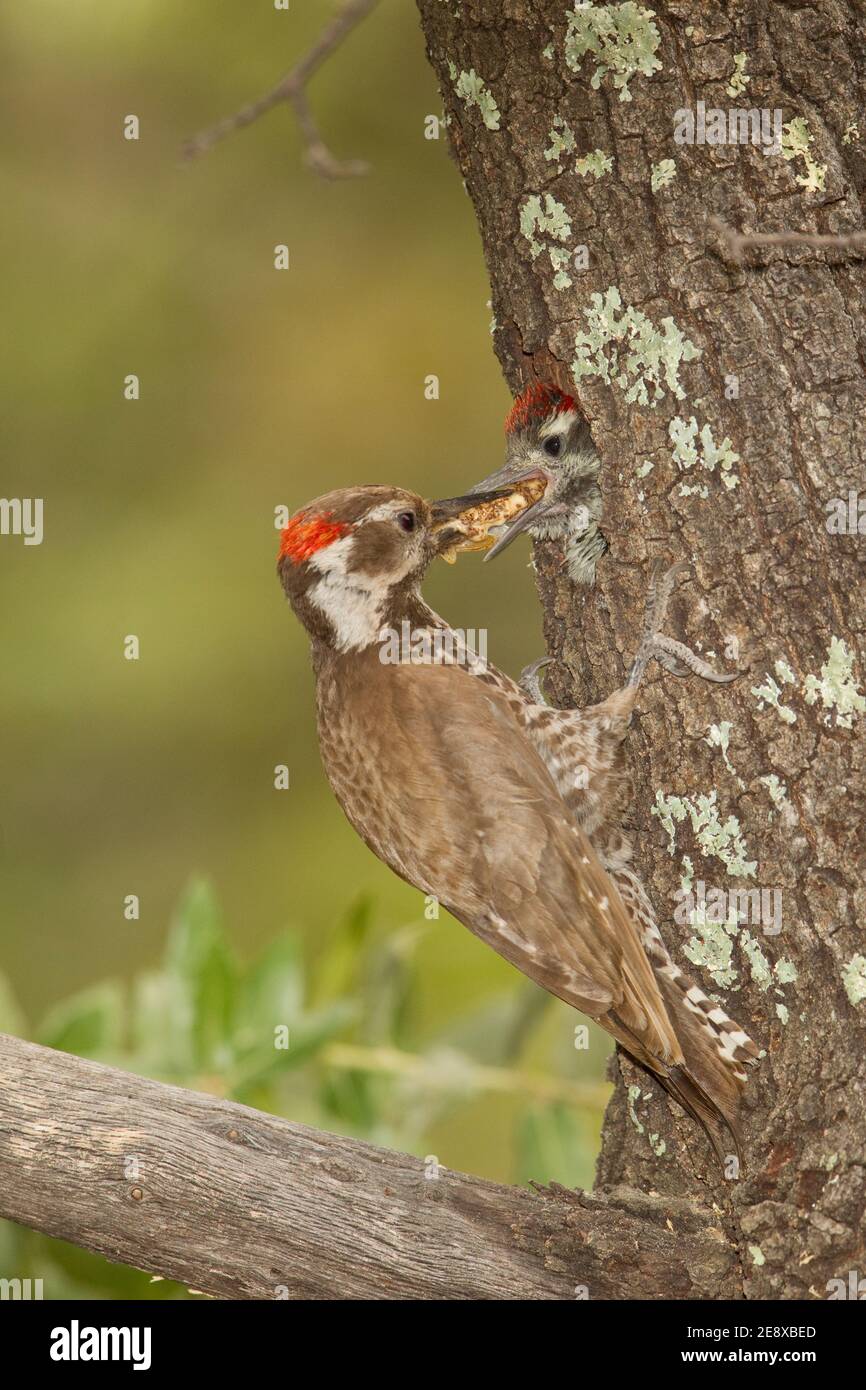 Arizona Woodpecker male feeding nestling, Picoides arizonae, in oak ...