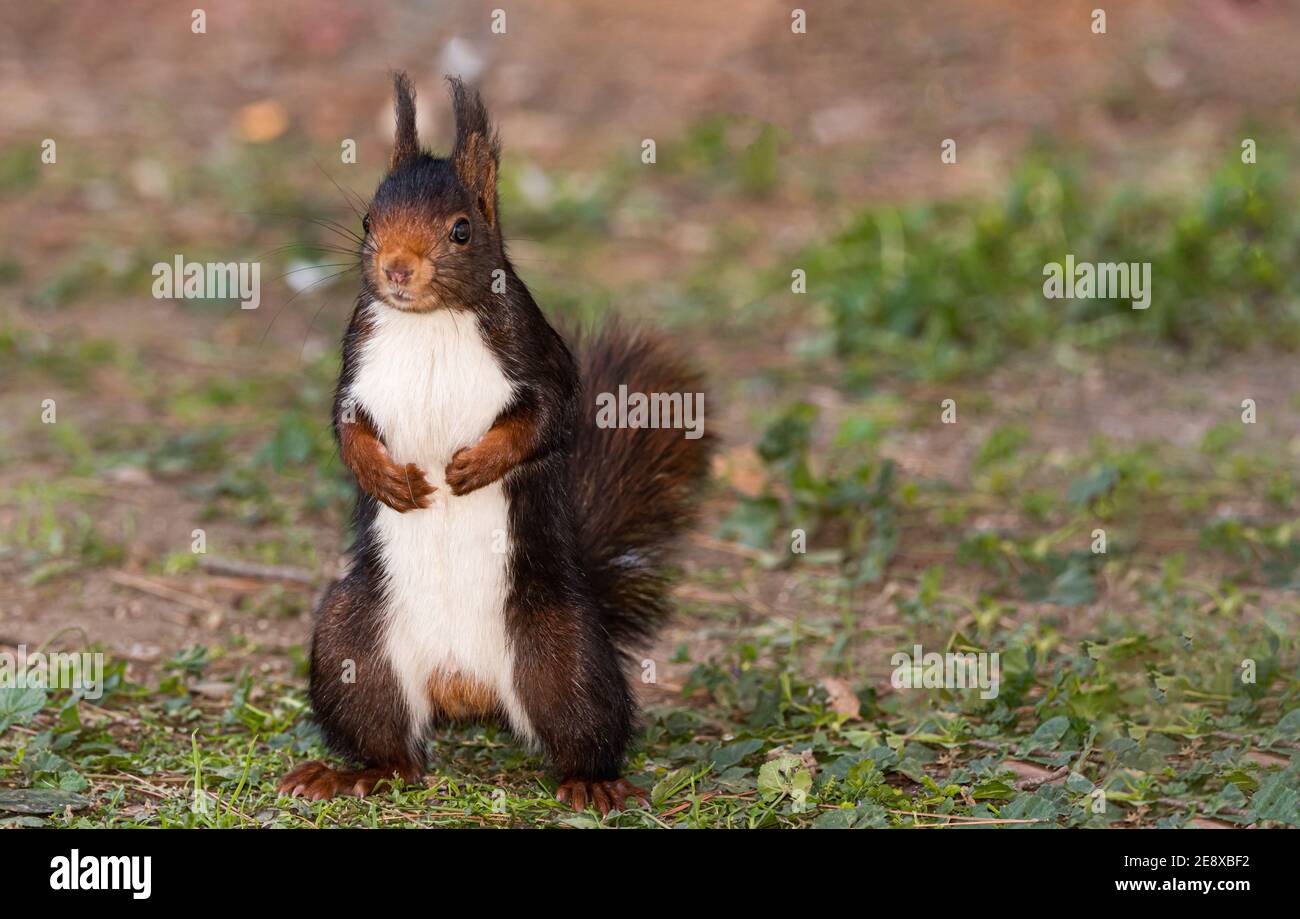Squirrel in its habitat playing in nature Stock Photo - Alamy