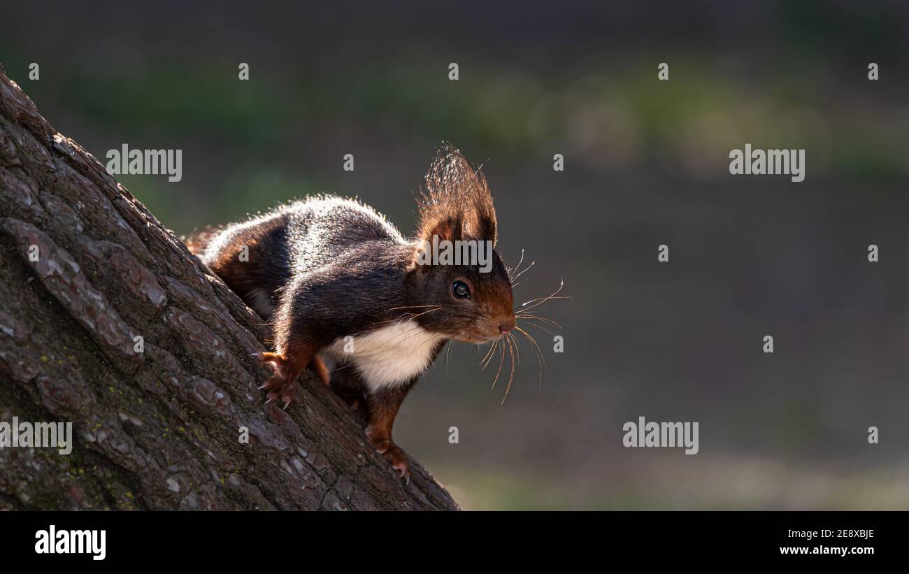 Squirrel in its habitat playing in nature Stock Photo - Alamy