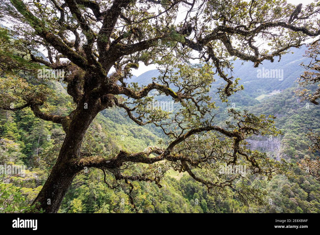 Valley oak tree hi-res stock photography and images - Alamy