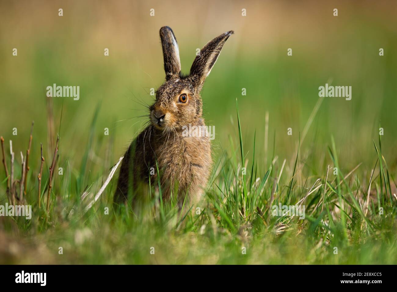 Little brown hare sitting on grassland in spring nature Stock Photo - Alamy