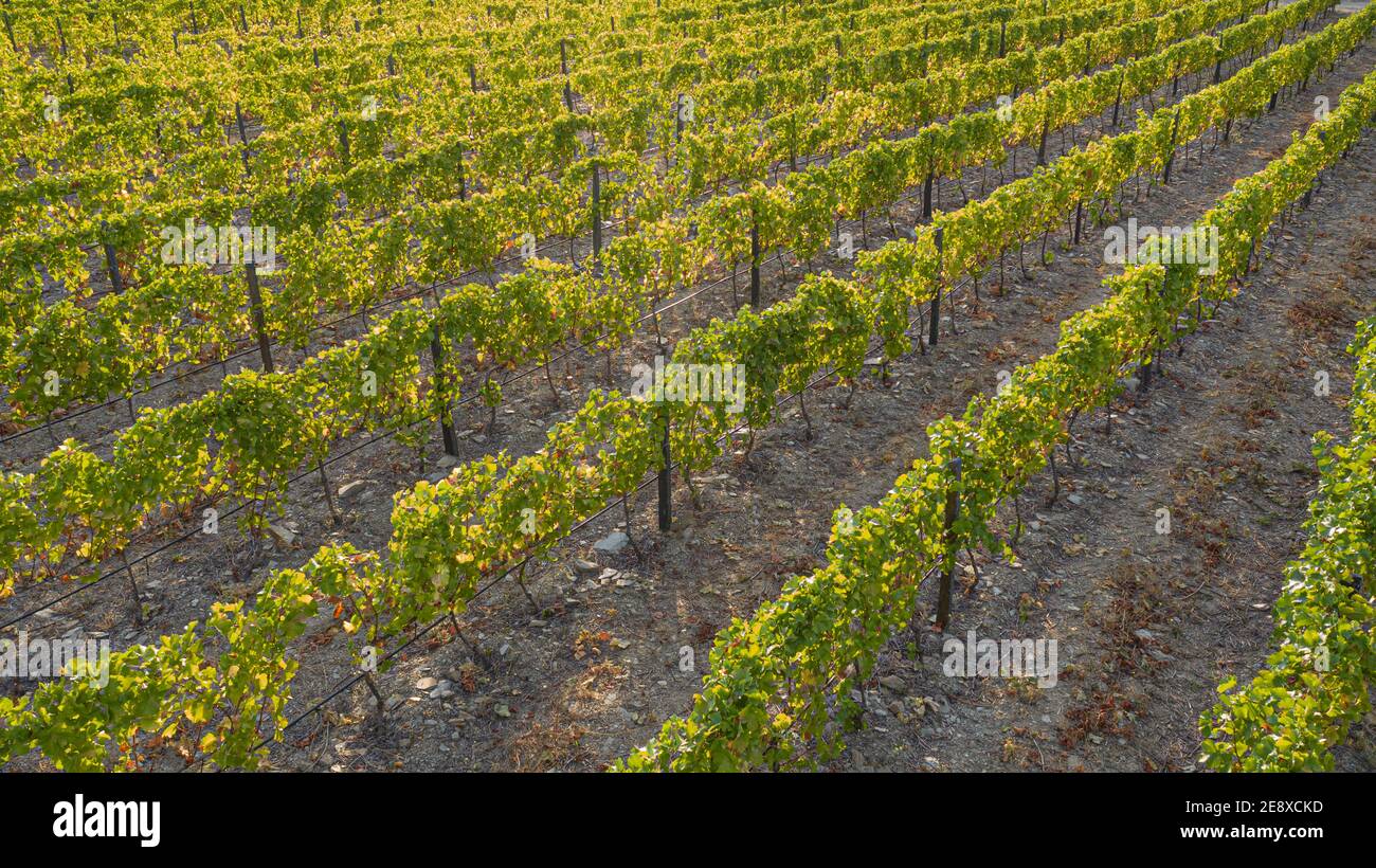 Aerial photography of vines on land cultivated for wine production ...