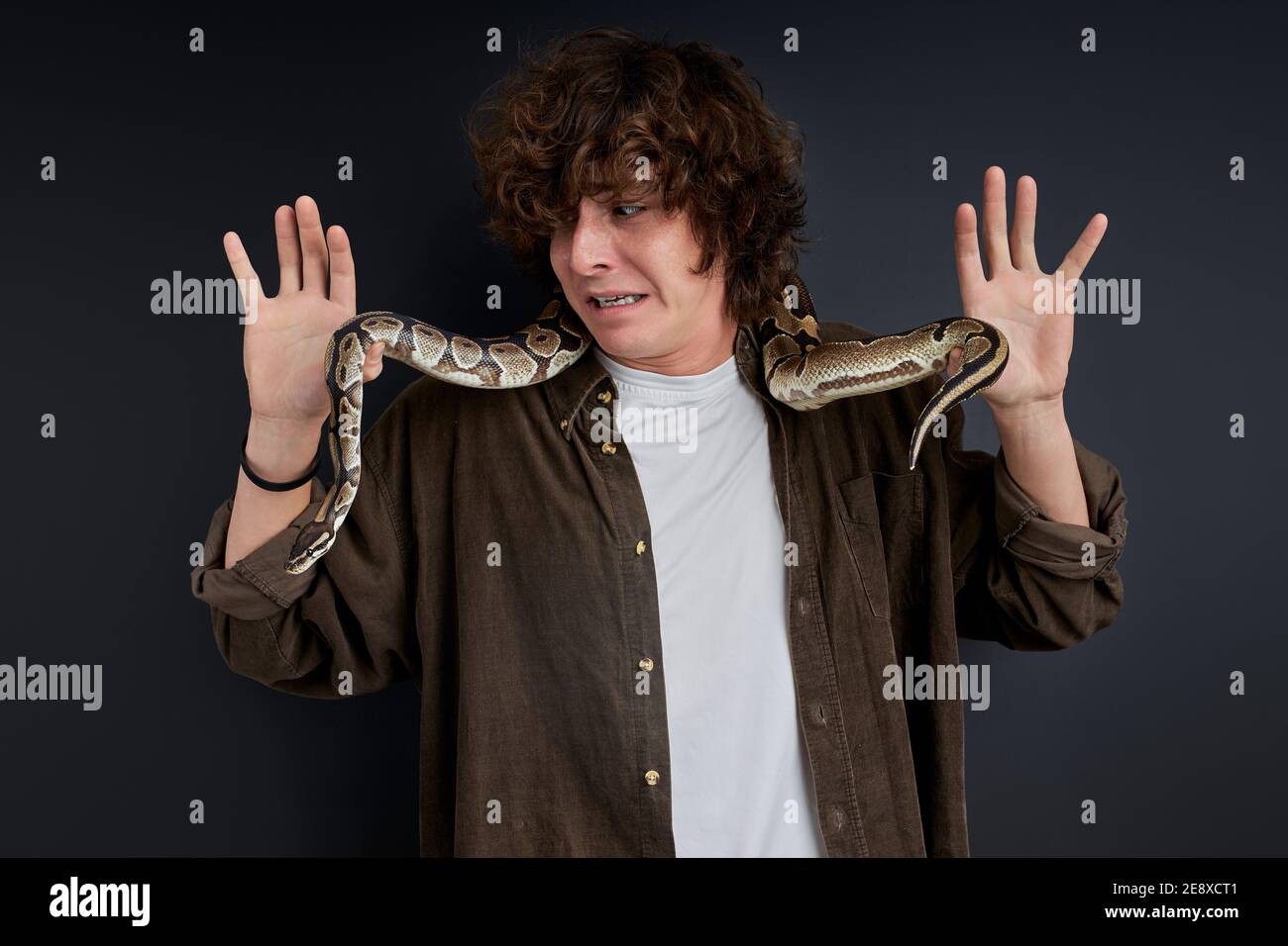 man trying to keep calm while exotic snake is crawling on him, isolated ...