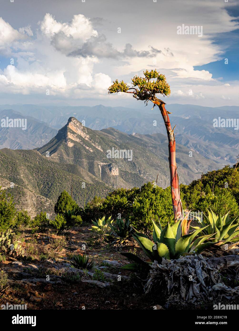 Agave plant mexico hi-res stock photography and images - Alamy