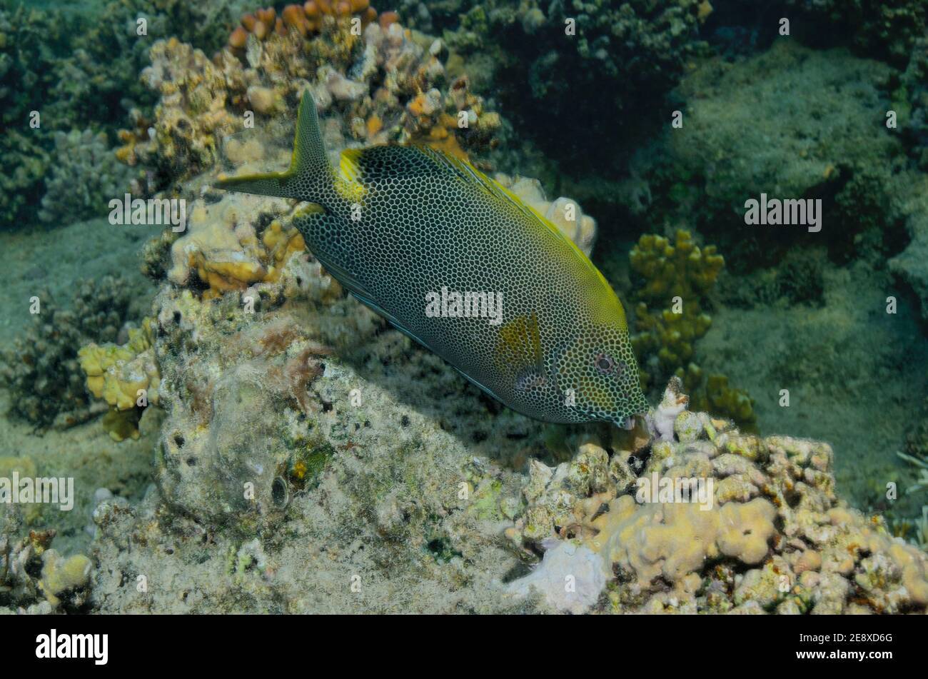 Siganus stellatus, brown-spotted spinefoot, Tüpfel-Kaninchenfisch ...