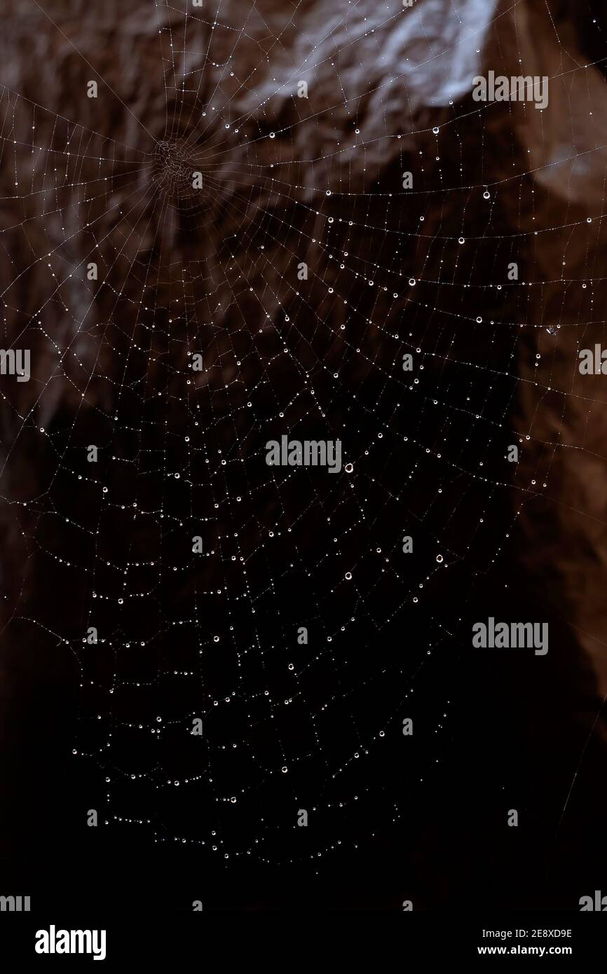 A large vertical spider web is completely wet with raindrops against a ...