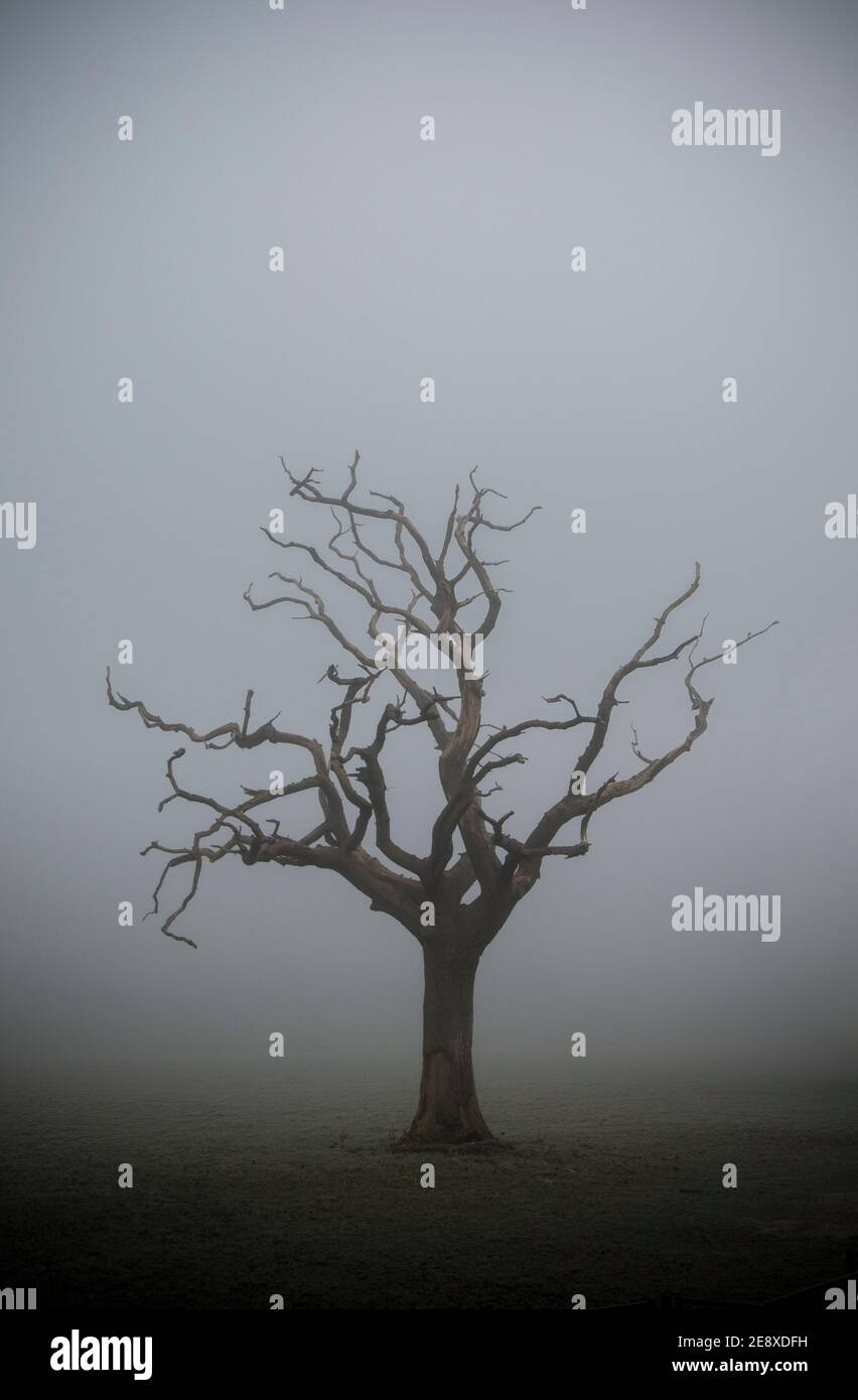 Dead oak tree hi-res stock photography and images - Alamy