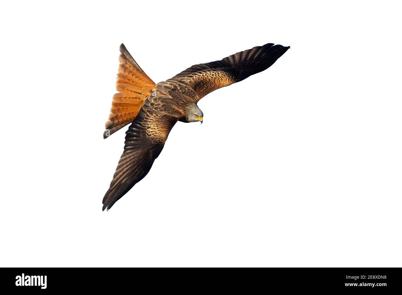 Hovering above Cut Out Stock Images & Pictures - Alamy