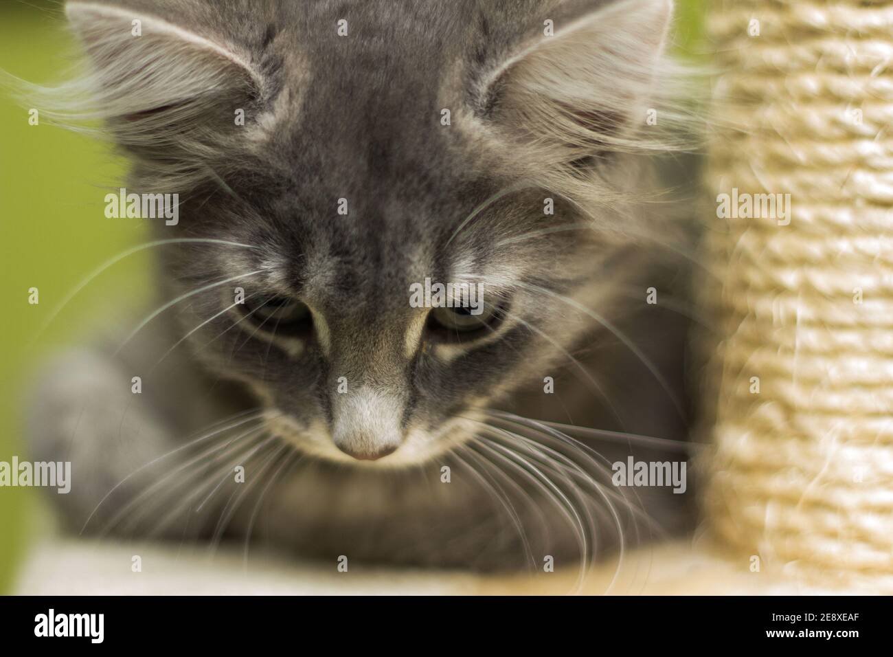 Grey Medium Haired Kitten Stock Photo - Alamy