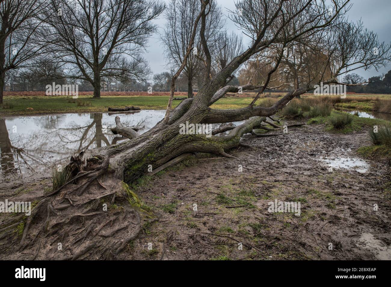 Uprooted tree and floods caused by global warming devastation Stock ...