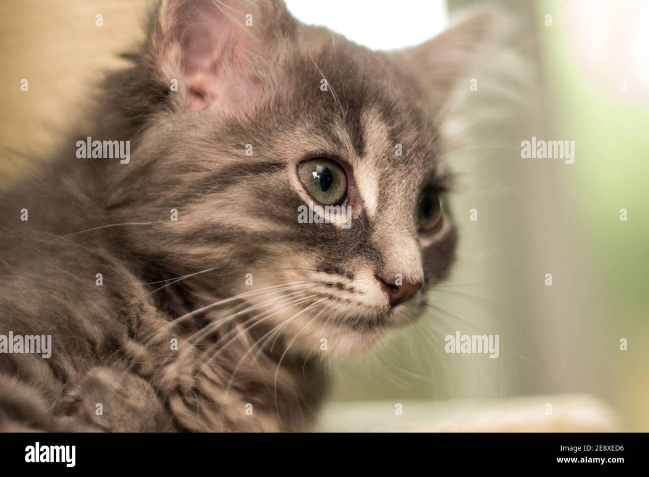 Grey Medium Haired Kitten Stock Photo - Alamy