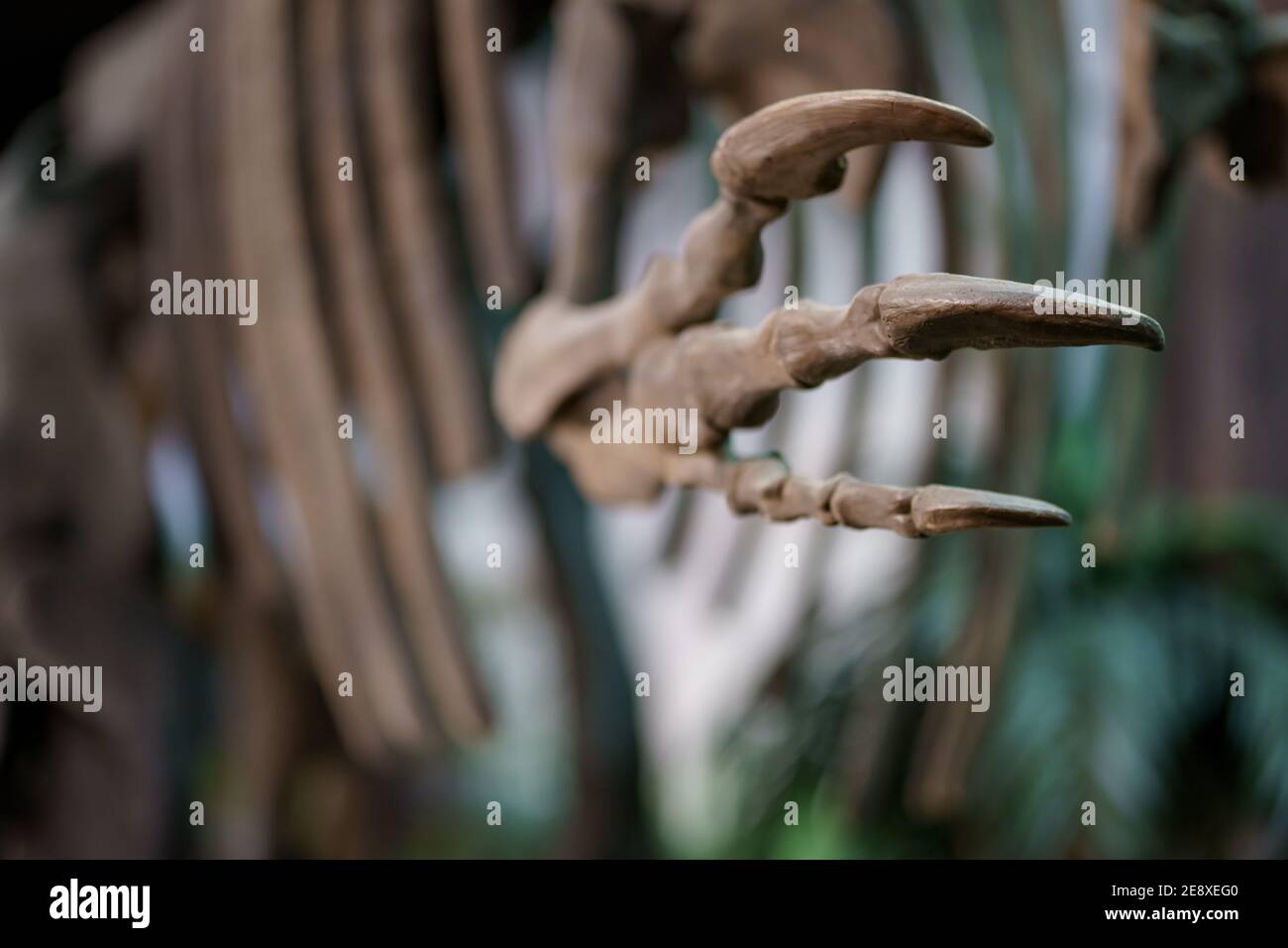 Dinosaur predator claws on blurry background Stock Photo - Alamy
