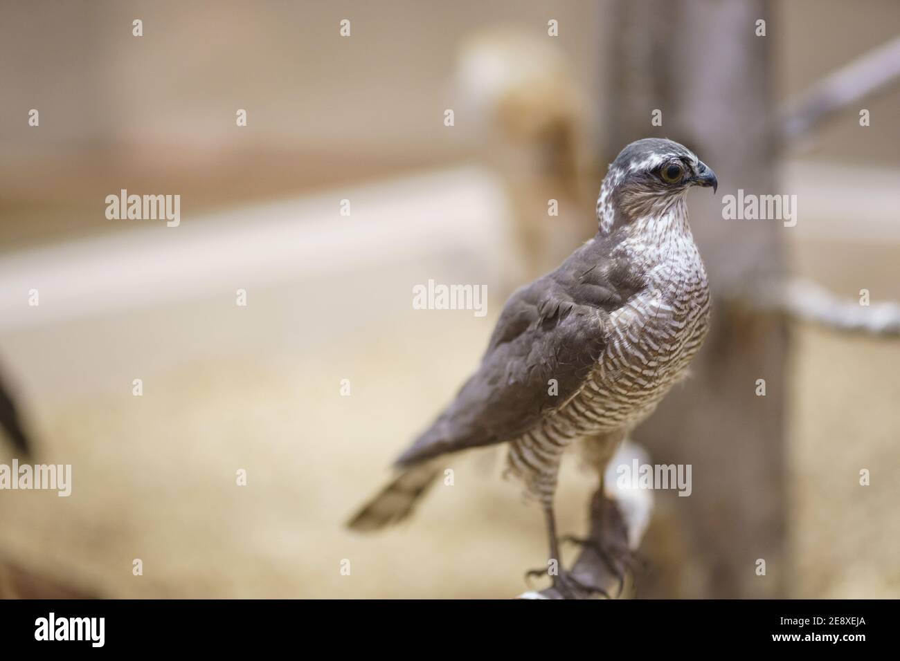 Fake stuffed hawk bird on blurry background Stock Photo - Alamy