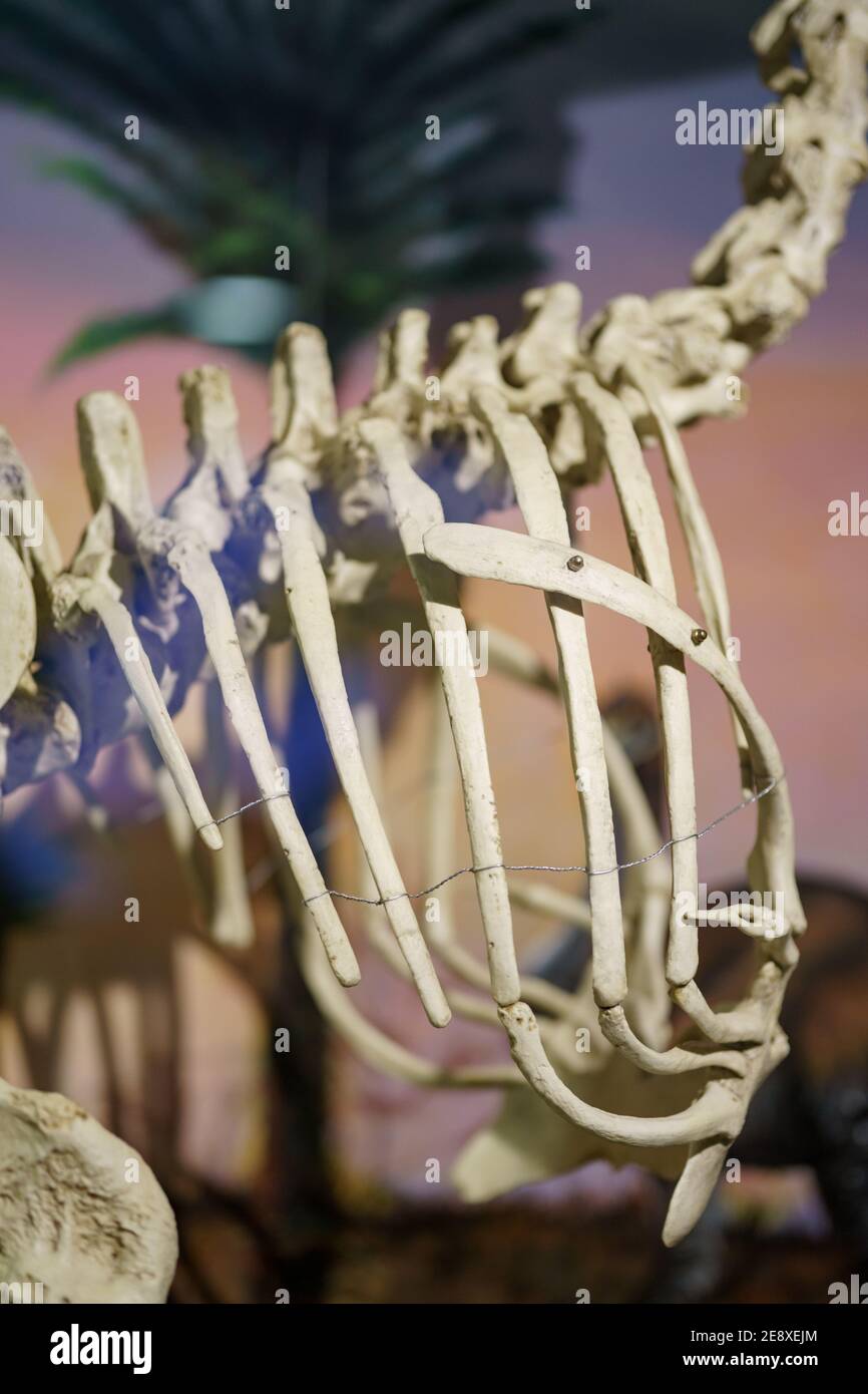 Dinosaur bone fossils held together with screws and wires on display ...