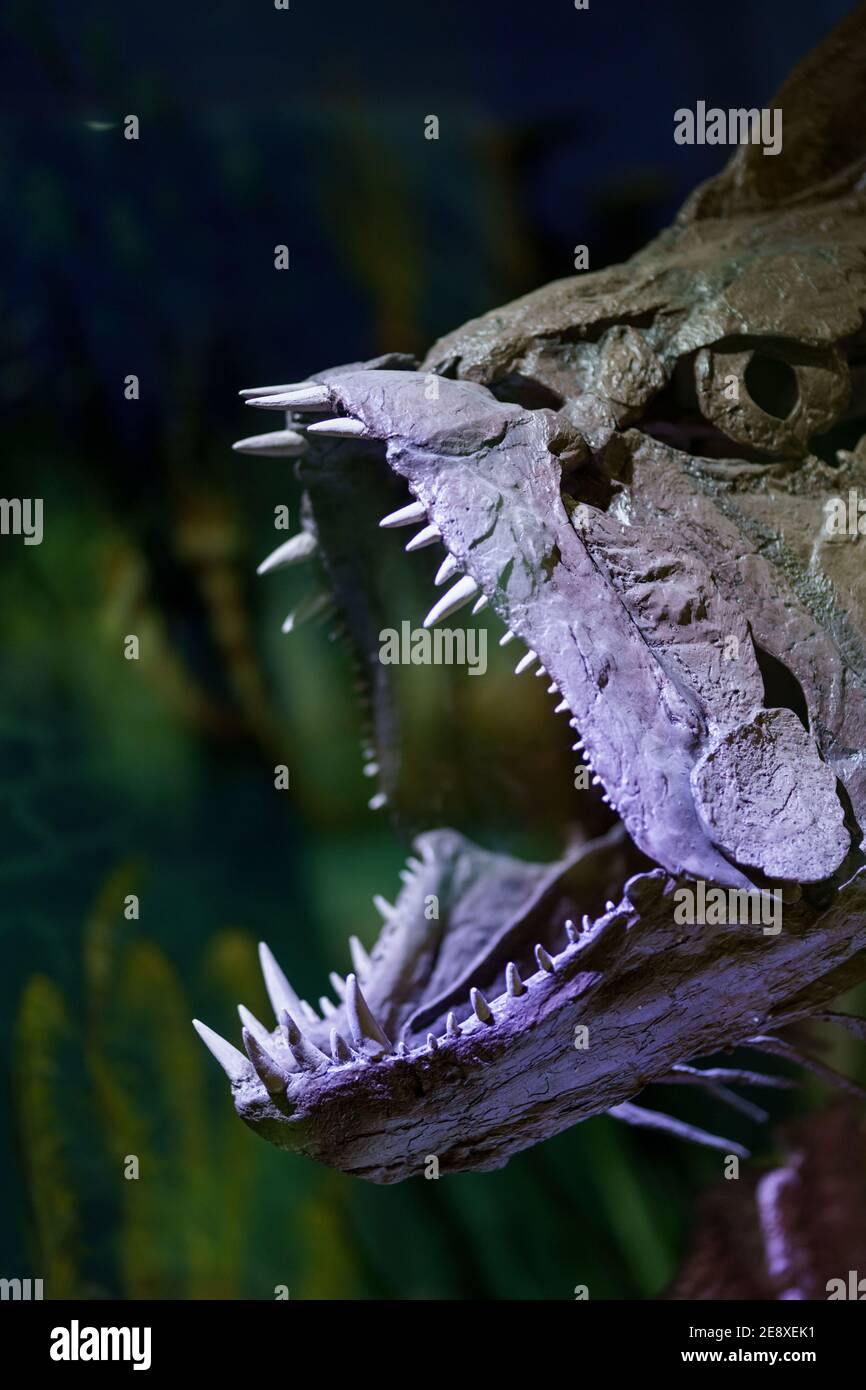Prehistoric fish hi-res stock photography and images - Alamy