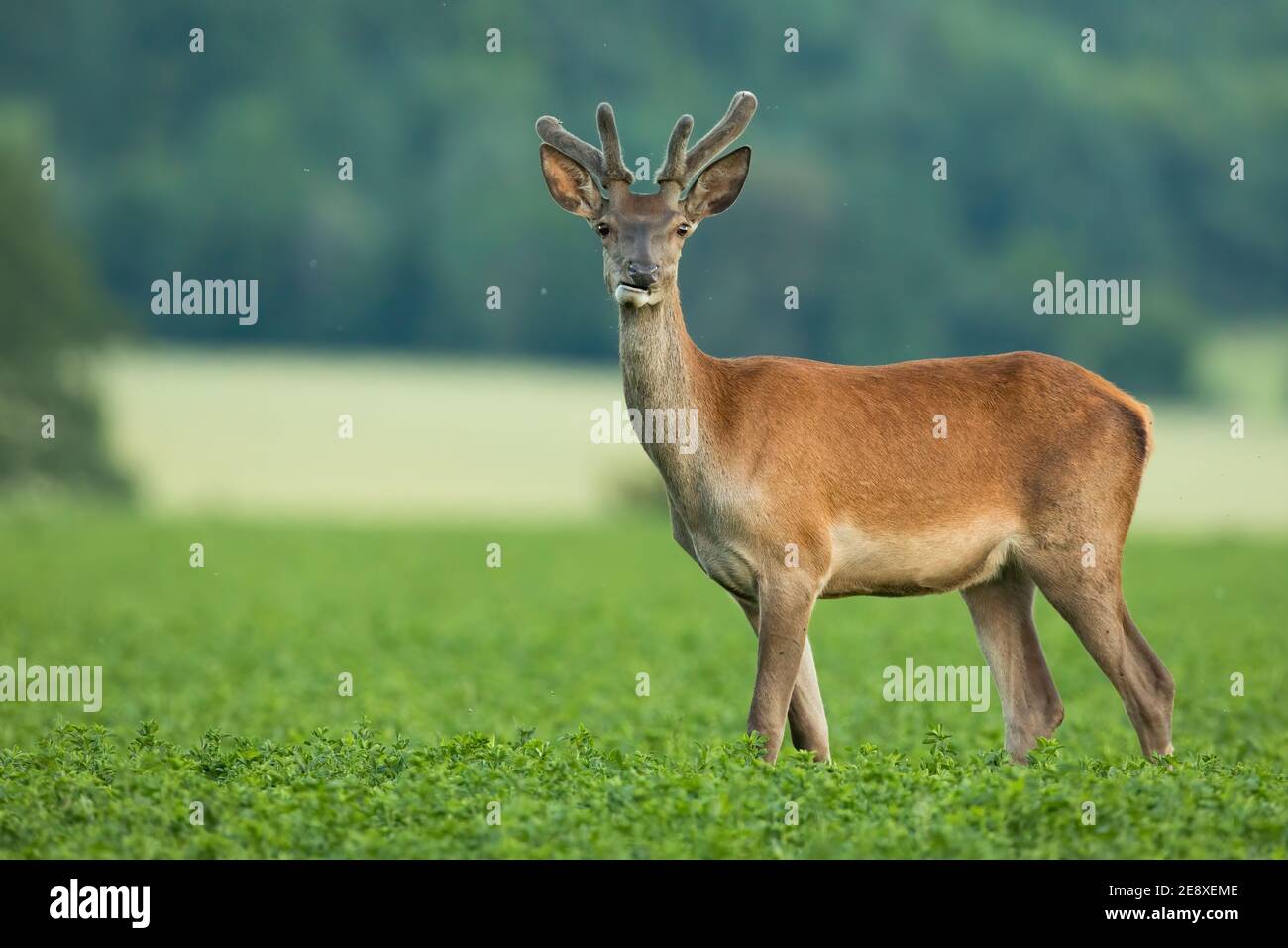Red deer stag with new antlers wrapped in velvet standing in clover ...