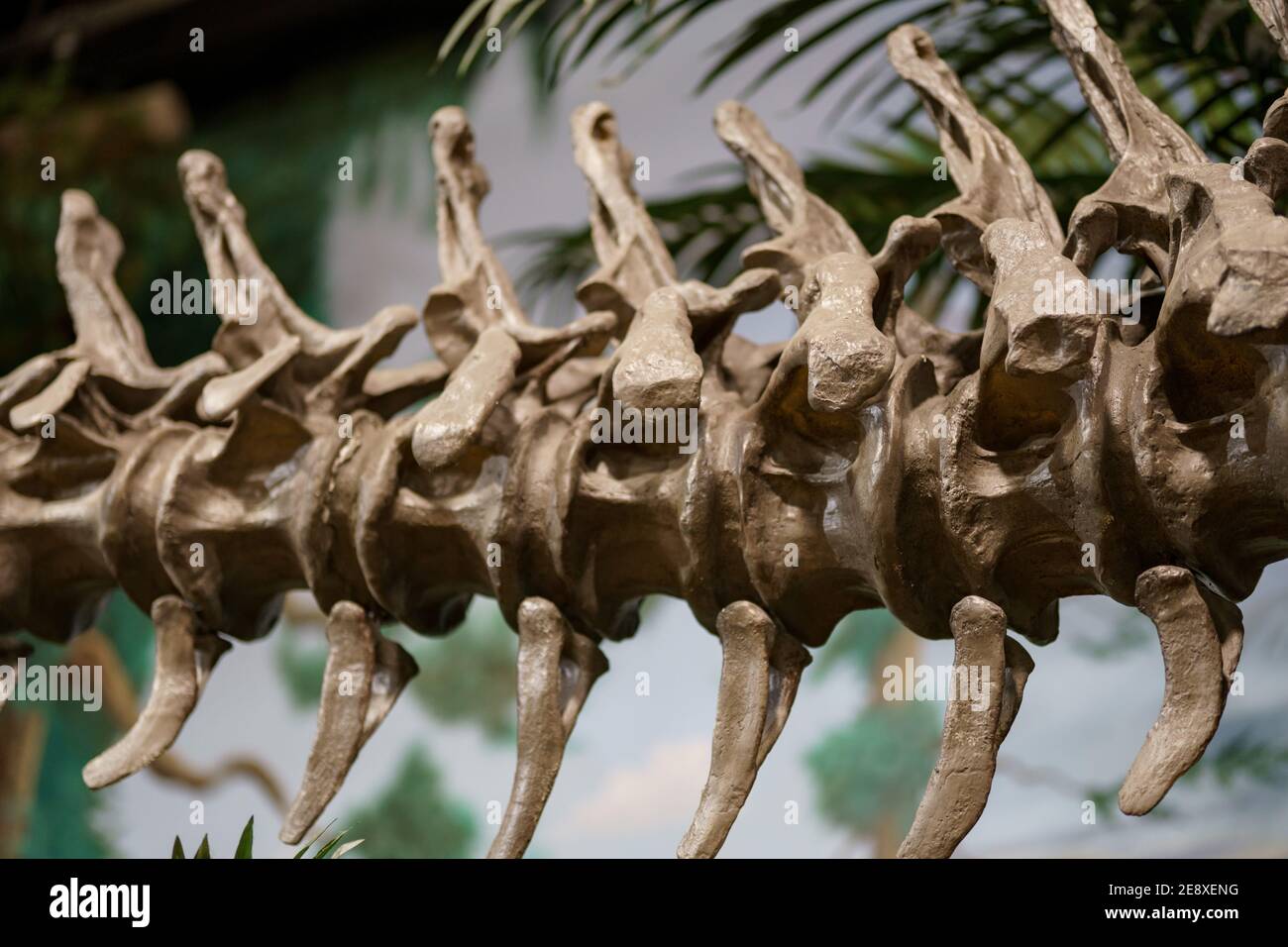 Dinosaur bones fossil remains Paleontology Stock Photo - Alamy