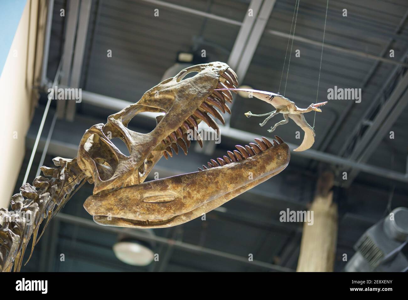 Dinosaur bones fossil remains Paleontology Stock Photo - Alamy