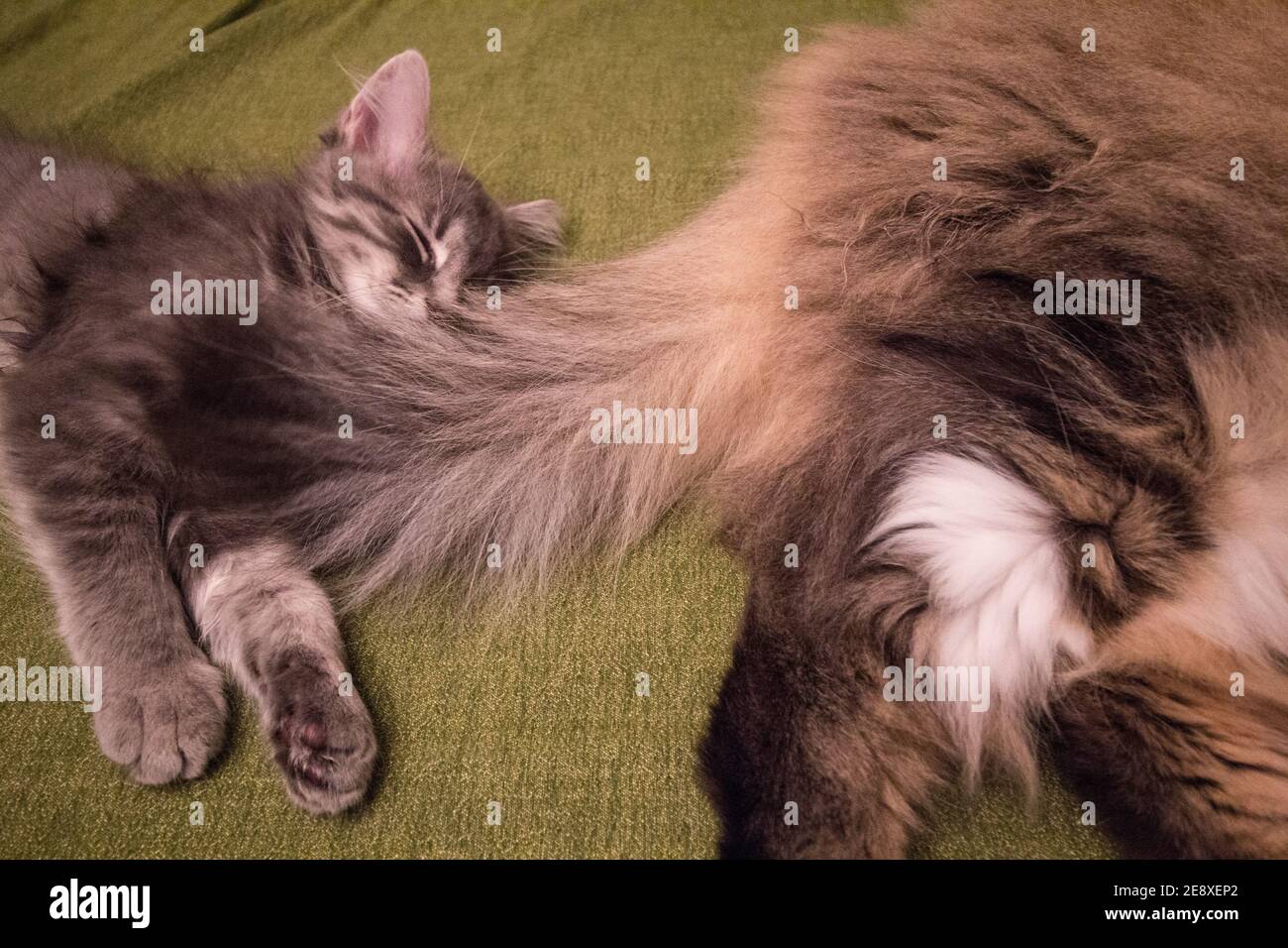 Grey Medium Haired Kitten Stock Photo - Alamy