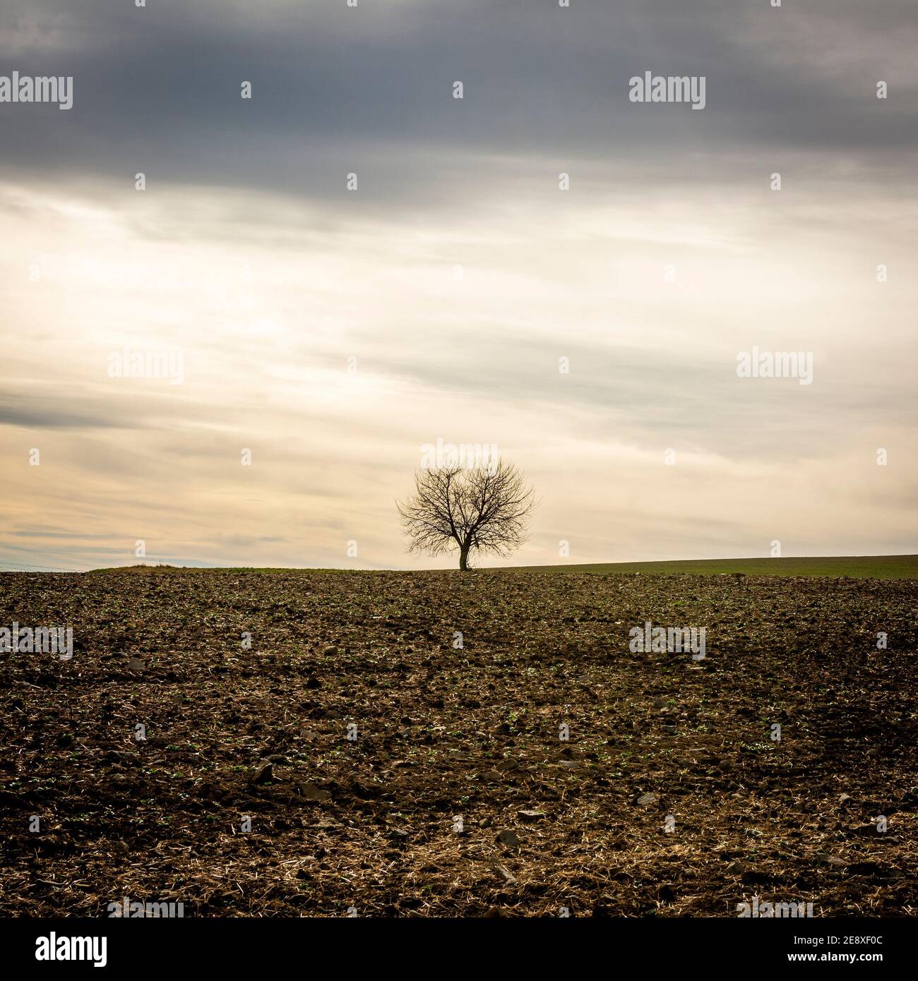 Lonely tree standing in a vast field under an overcast sky during early ...
