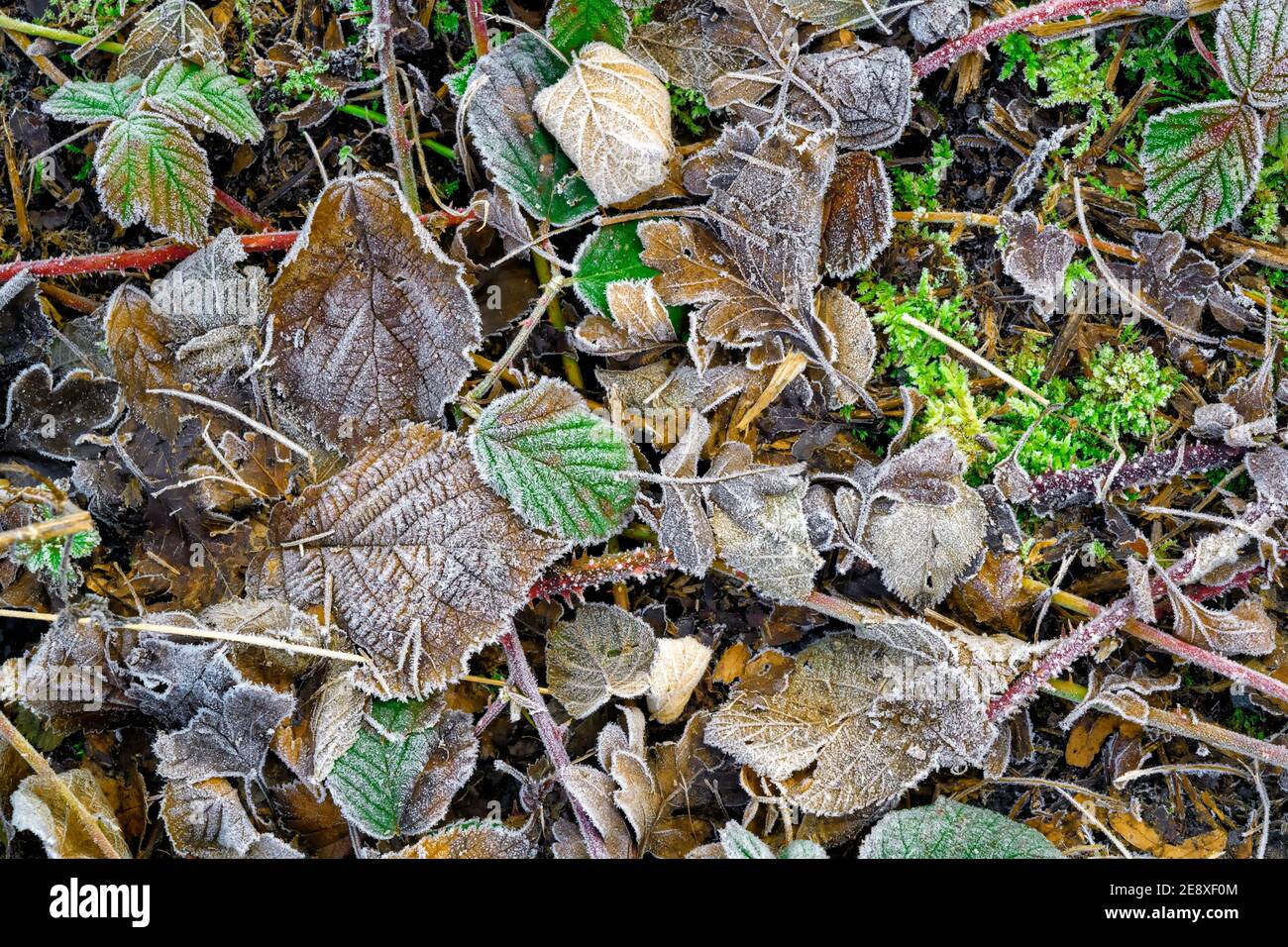 Frost on edge of leaves hi-res stock photography and images - Alamy