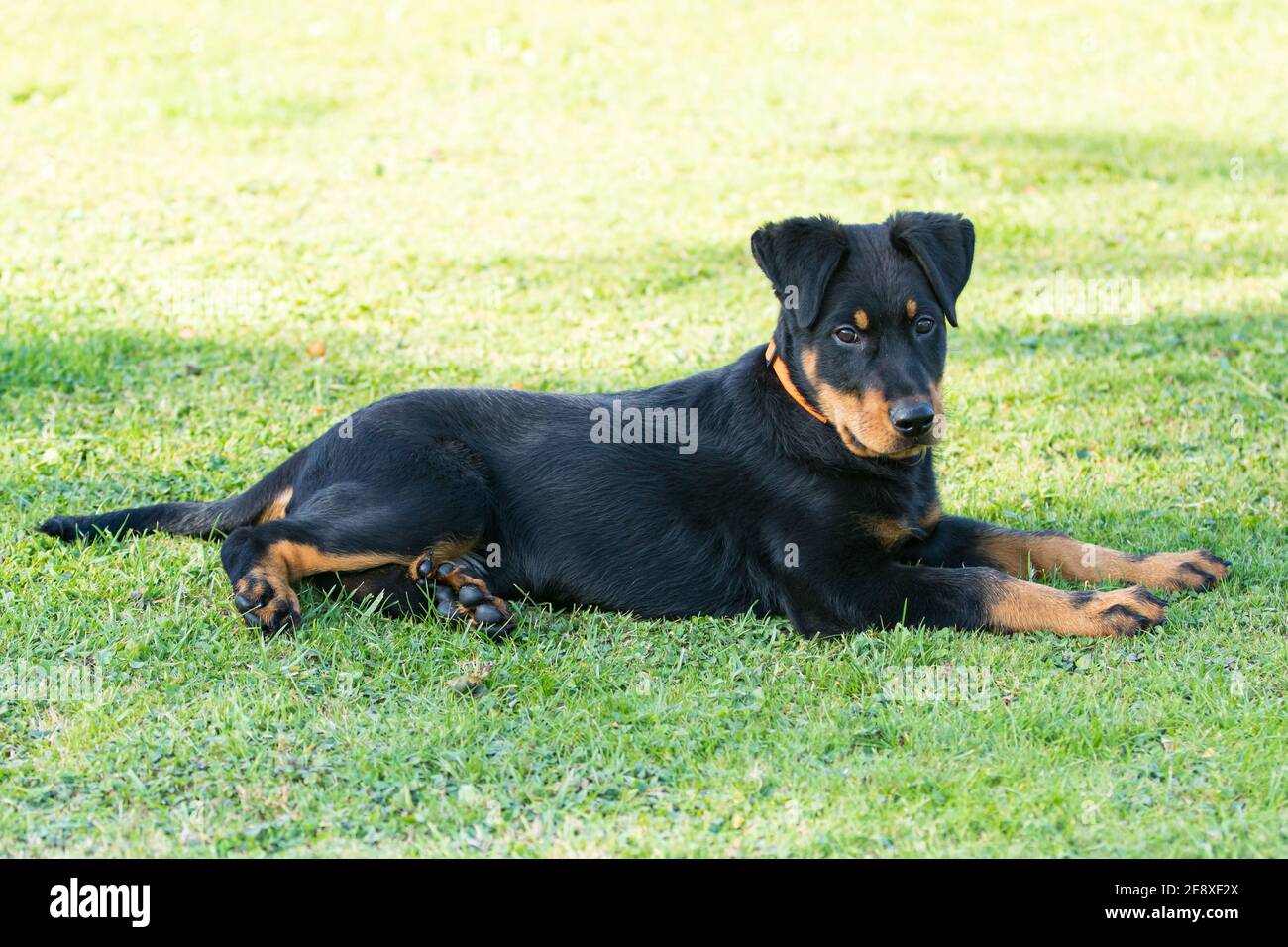 adorable young Beauce shepherd dog attentive and lying in the green ...