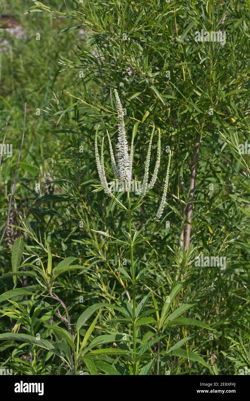 Culvers Root Veronicastrum Virginicum High Resolution Stock Photography ...