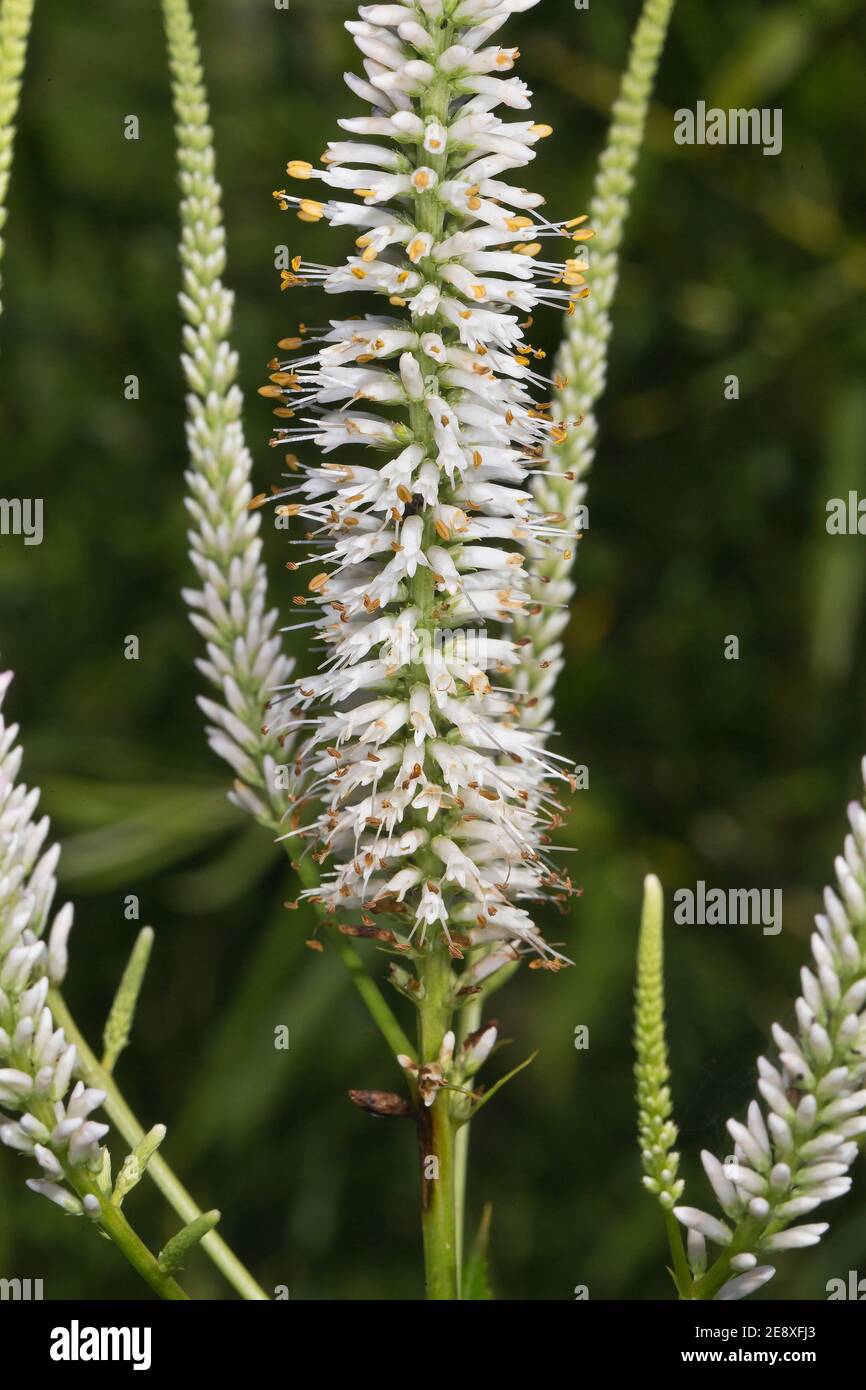 Culvers Root Veronicastrum Virginicum High Resolution Stock Photography ...