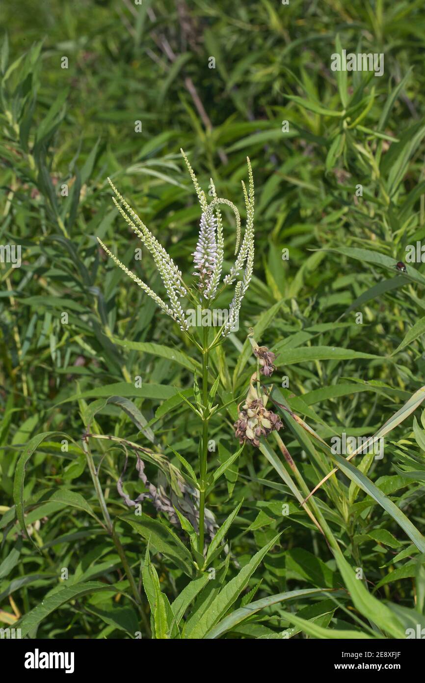 Culvers Root Veronicastrum Virginicum High Resolution Stock Photography ...