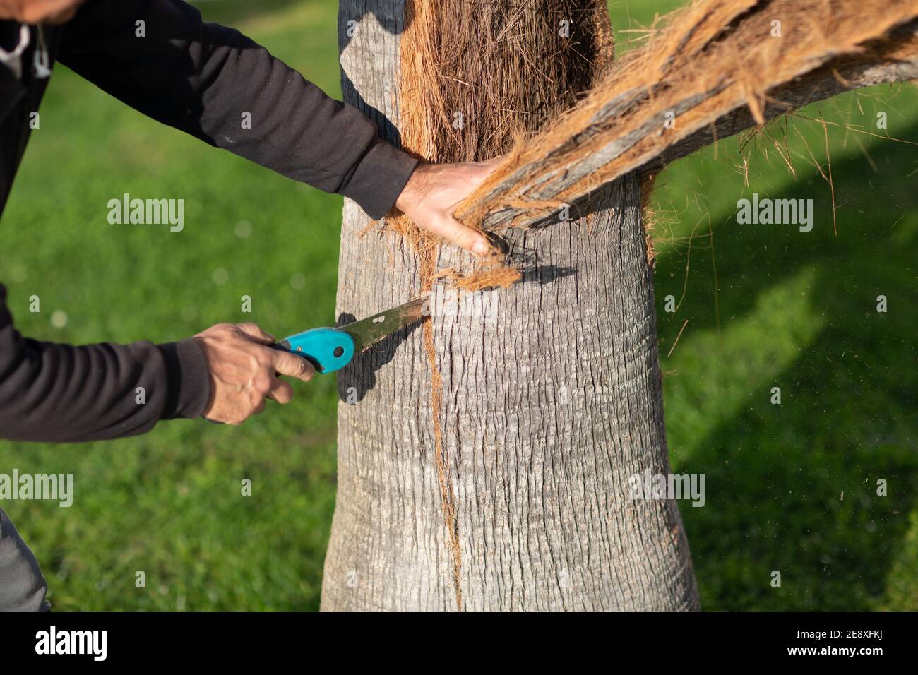 Cut down palm tree hi-res stock photography and images - Alamy