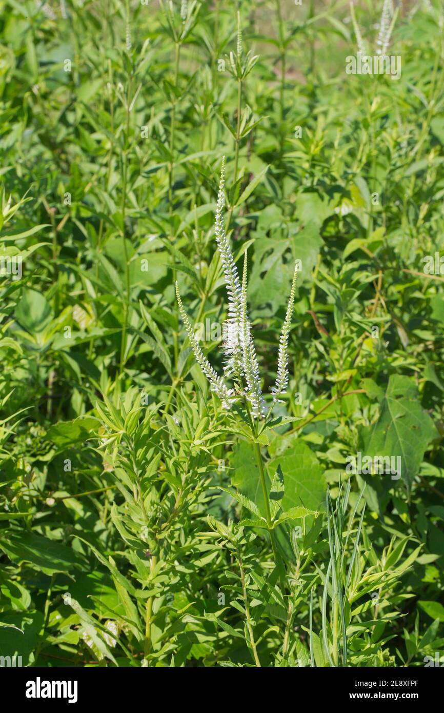 Culvers Root Veronicastrum Virginicum High Resolution Stock Photography ...