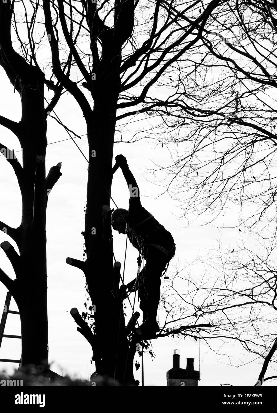 Tree surgeon working up a tree Stock Photo - Alamy