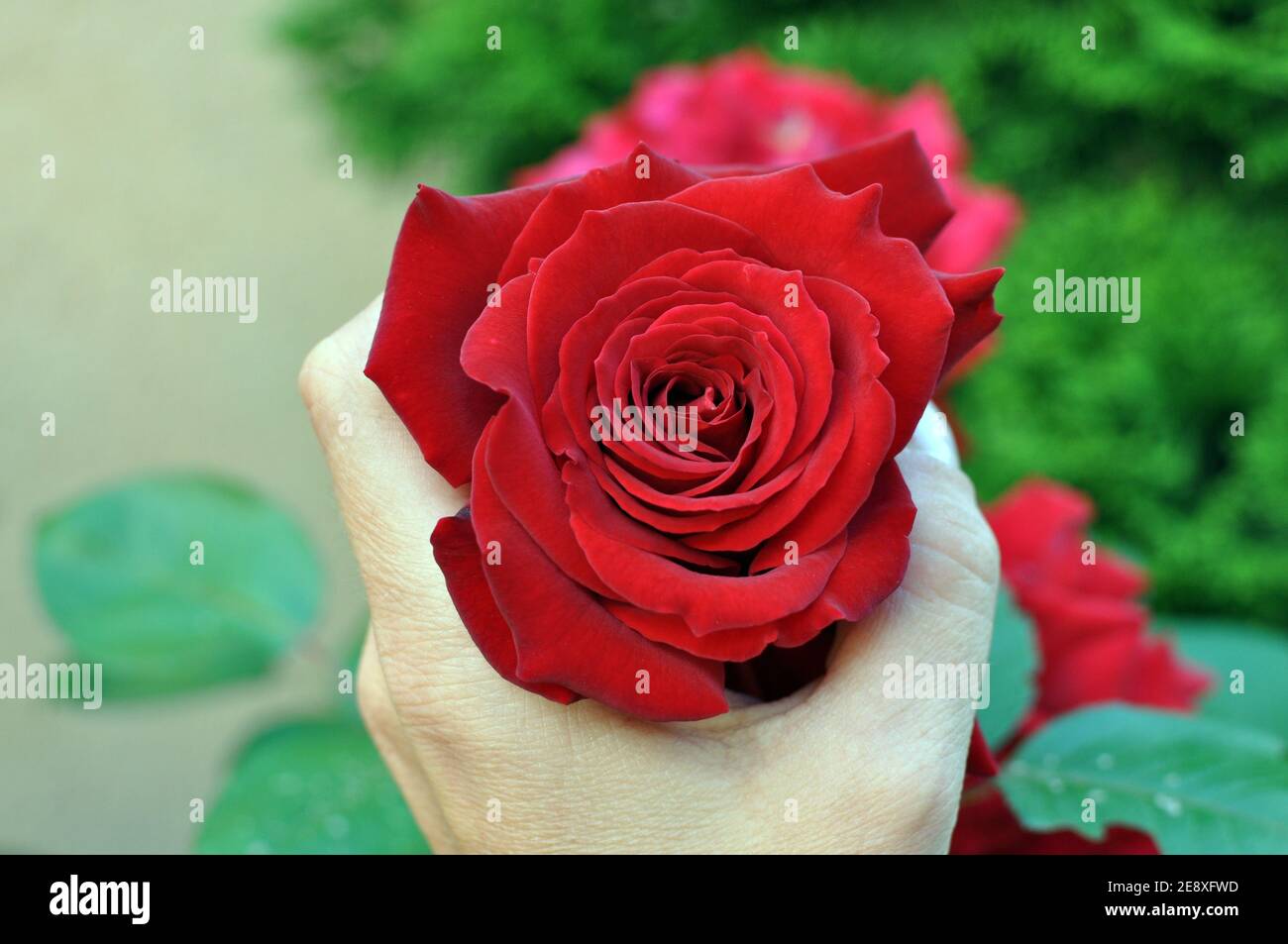 Woman holding a white rose hi-res stock photography and images - Alamy