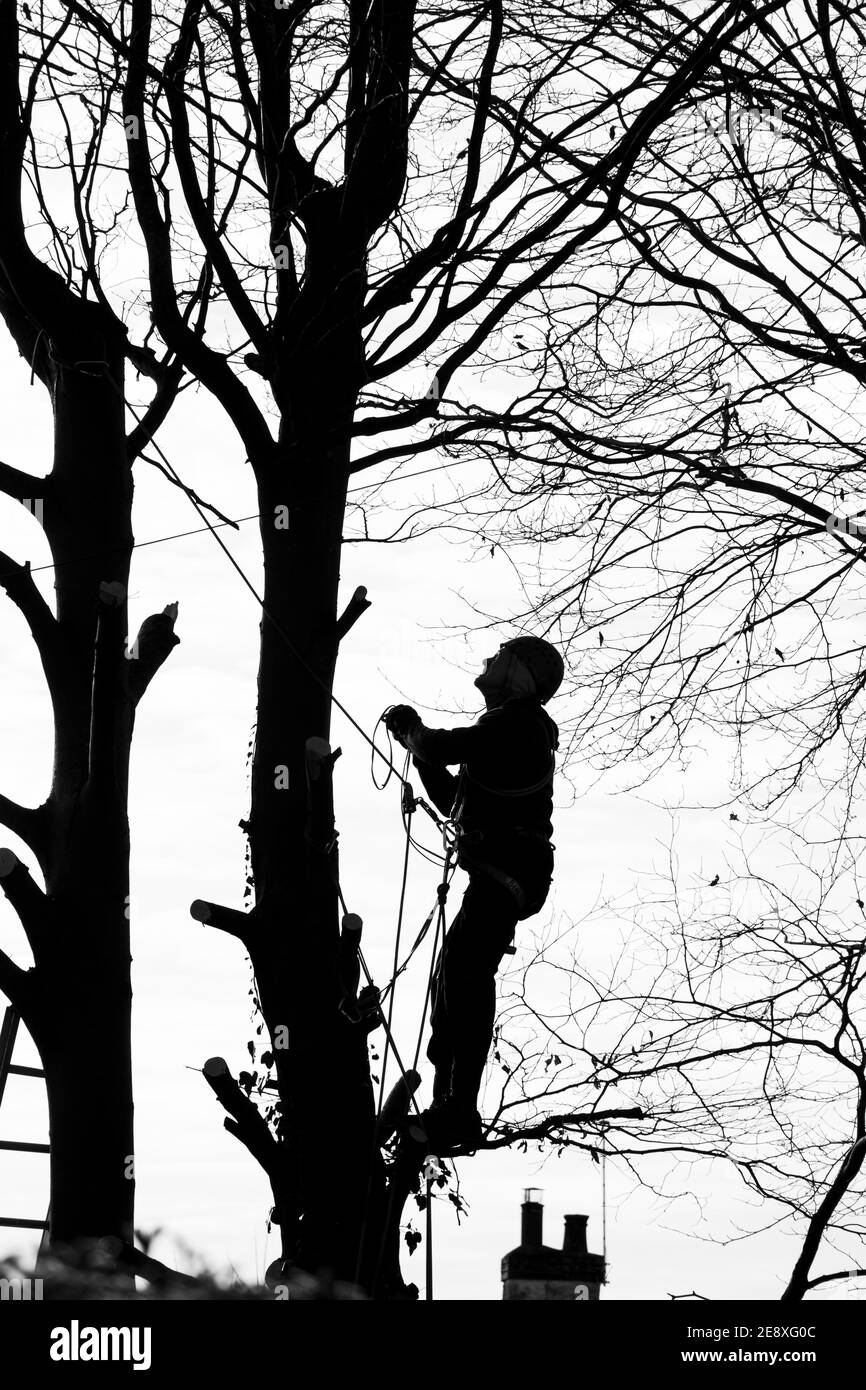 Tree surgeon working up a tree Stock Photo - Alamy