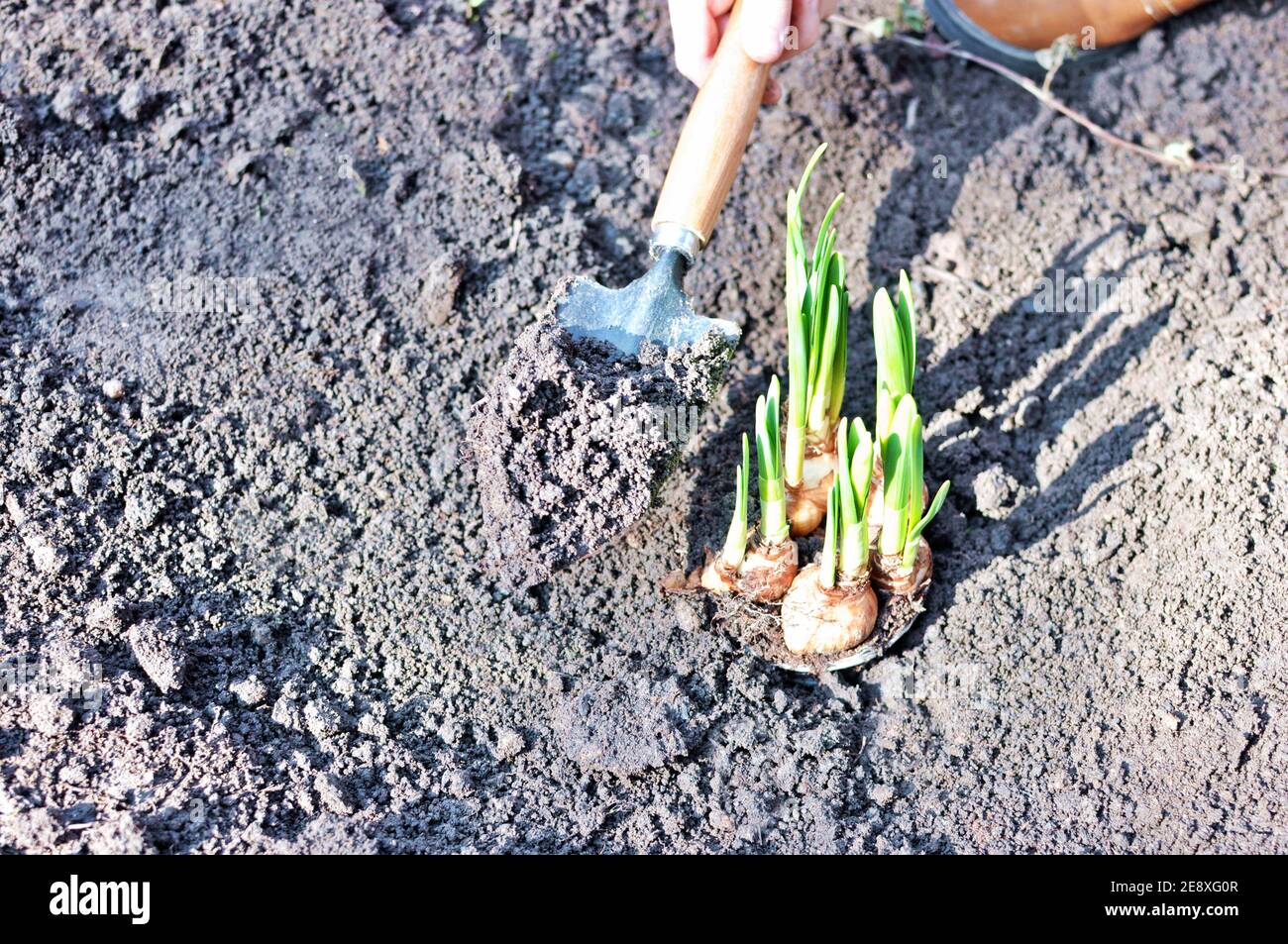 Top view of flower bulbs of daffodil young plant in the garden soil ...
