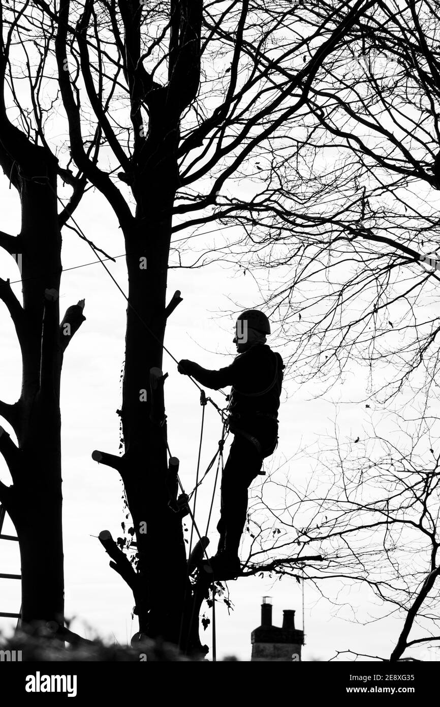 Working on tree hi-res stock photography and images - Alamy