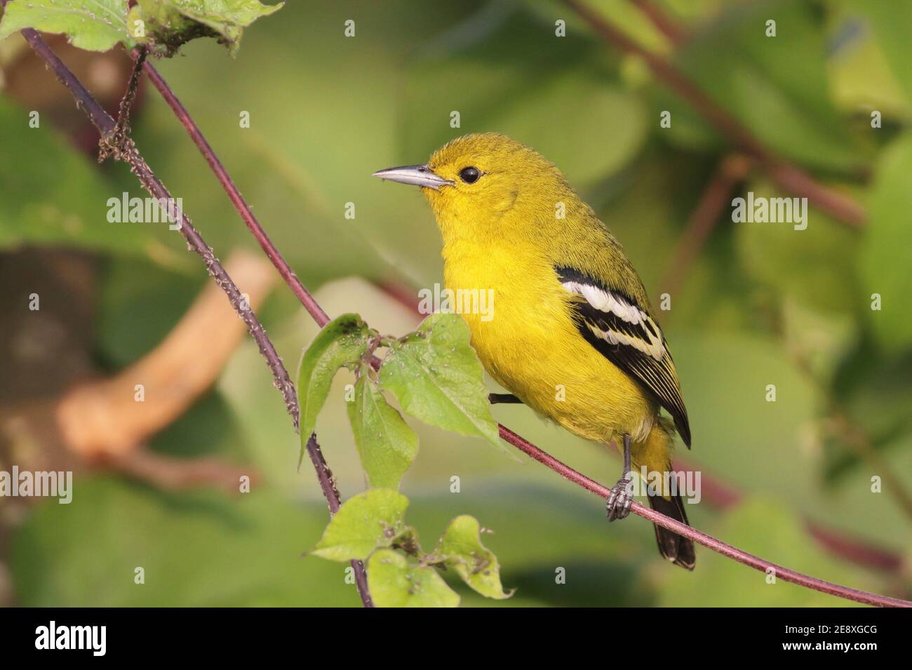 portrait of common iora Stock Photo - Alamy