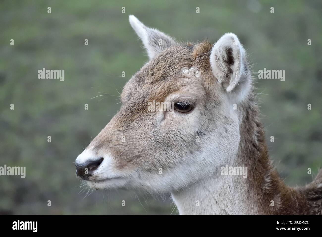 Cute young fallow deer posing for a picture Stock Photo - Alamy