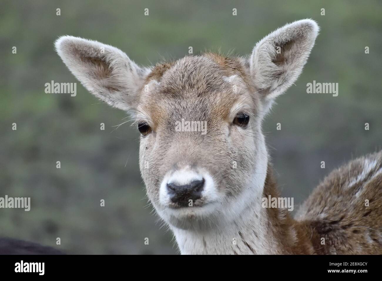 Cute young fallow deer posing for photo Stock Photo - Alamy