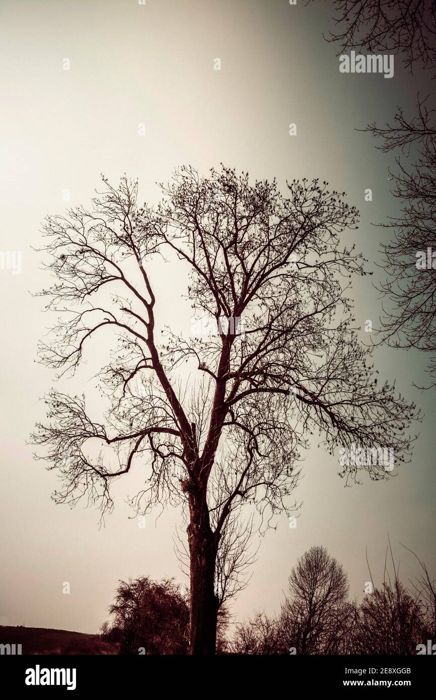 Low tree branches hi-res stock photography and images - Alamy
