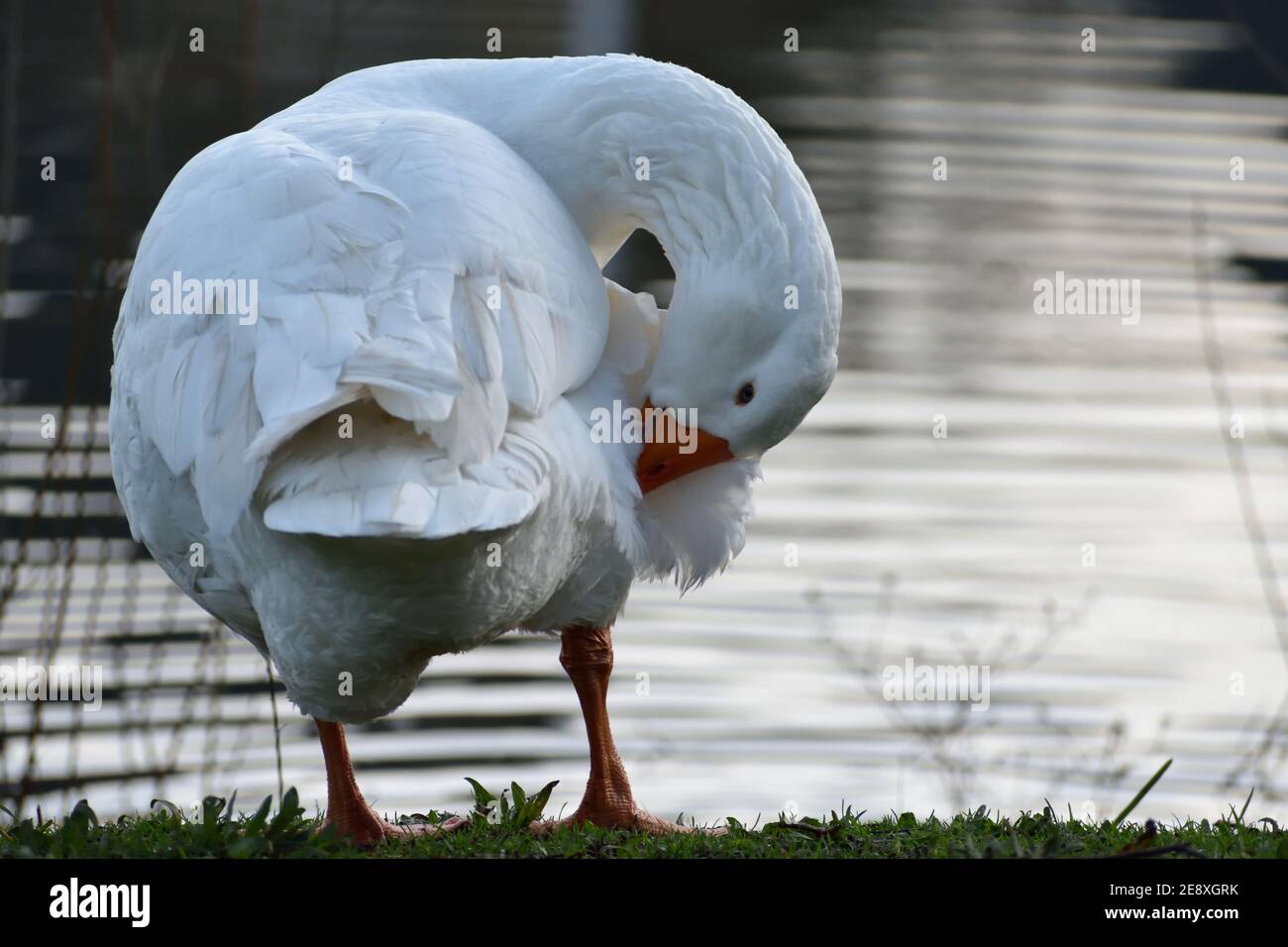 A white goose preening its feathers beside the village duck pond in ...
