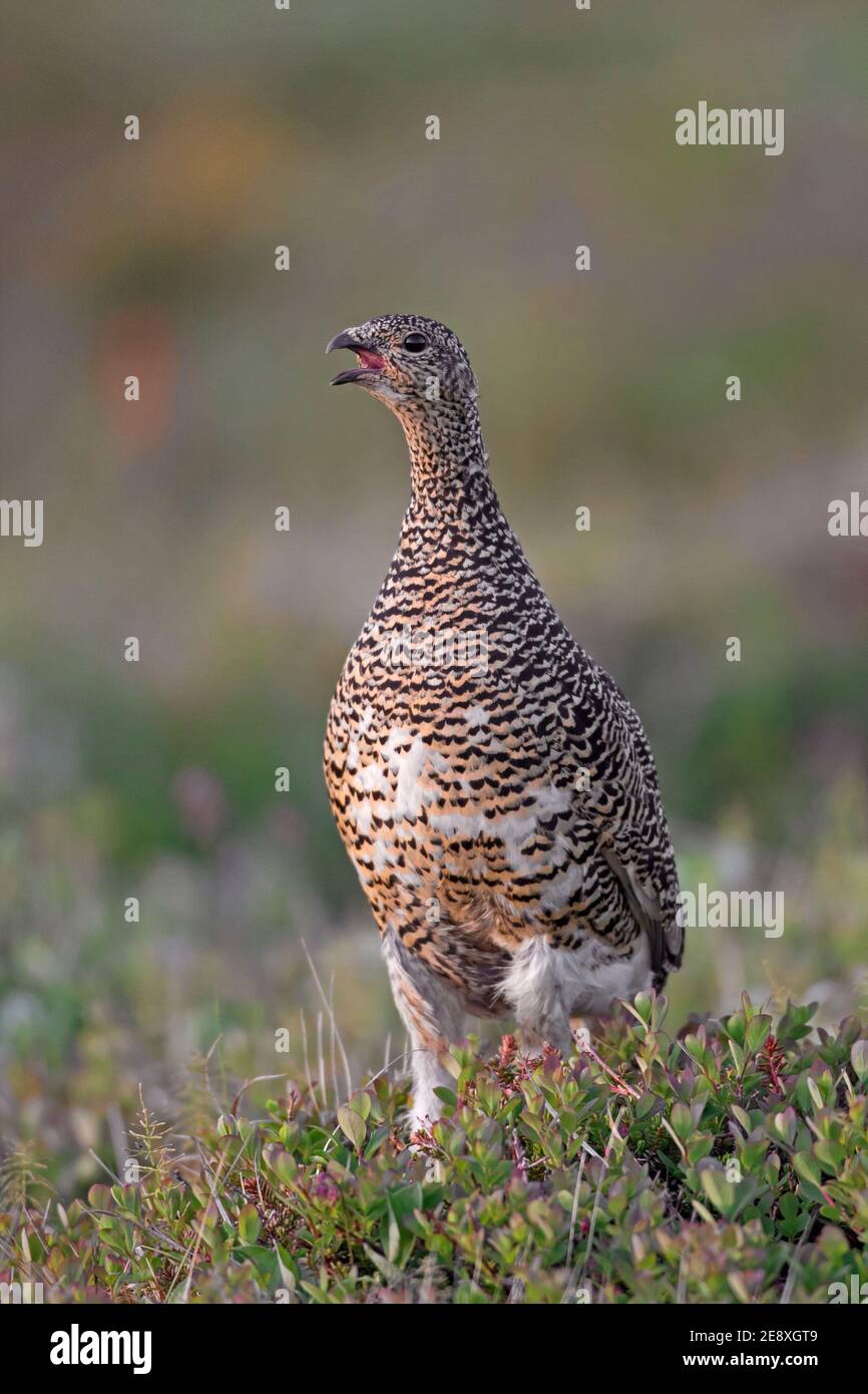 Icelandic rock ptarmigan (Lagopus muta islandorum / Lagopus mutus) hen ...