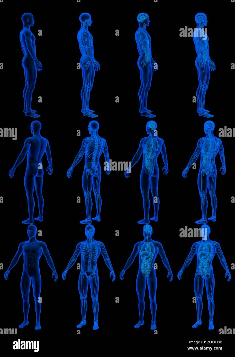 12 hi-res holographic xray renders in 1 image, man body with skeleton ...