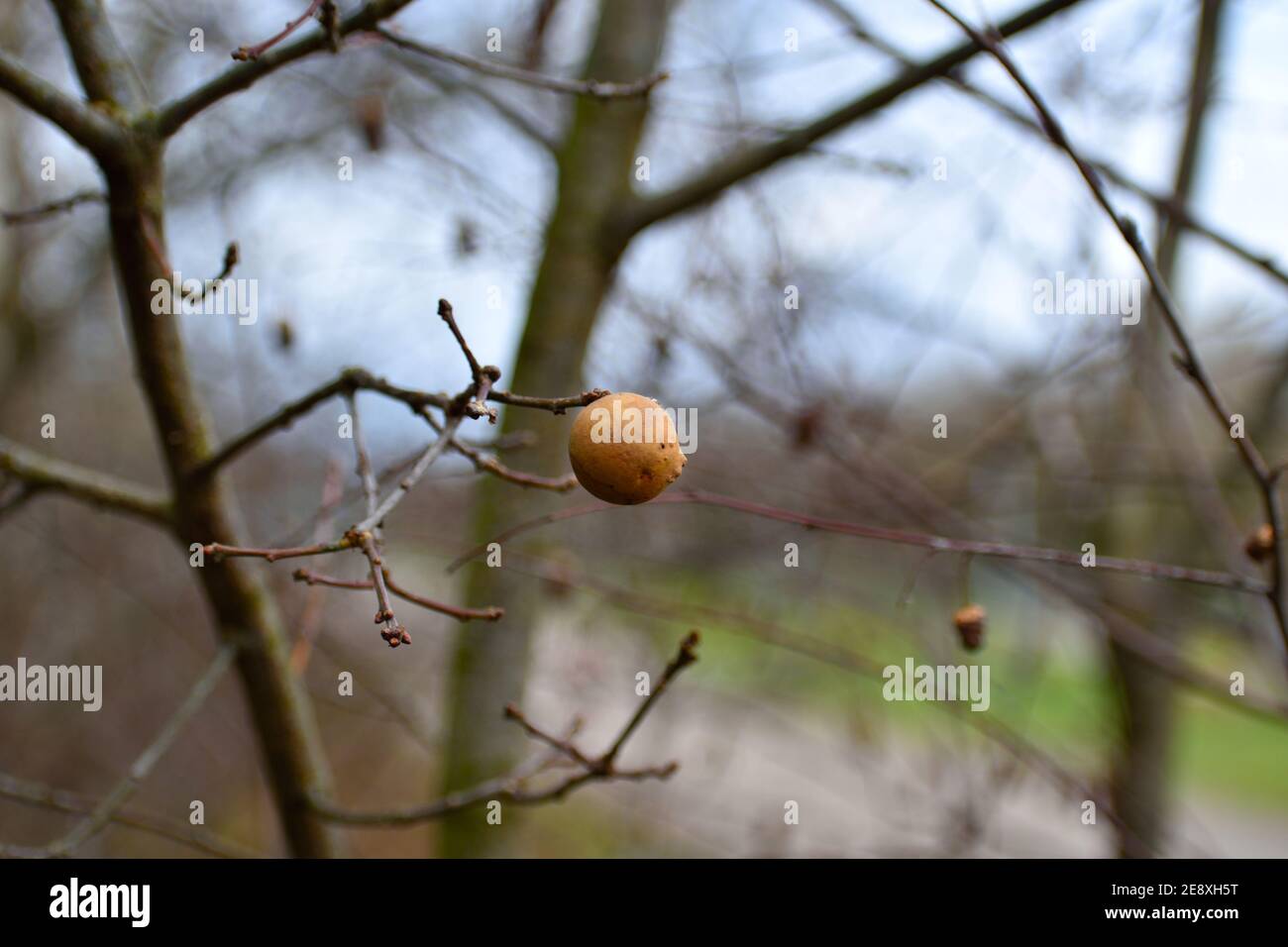 Lonely berry on a roadside tree branch in the winter sunshine Stock ...