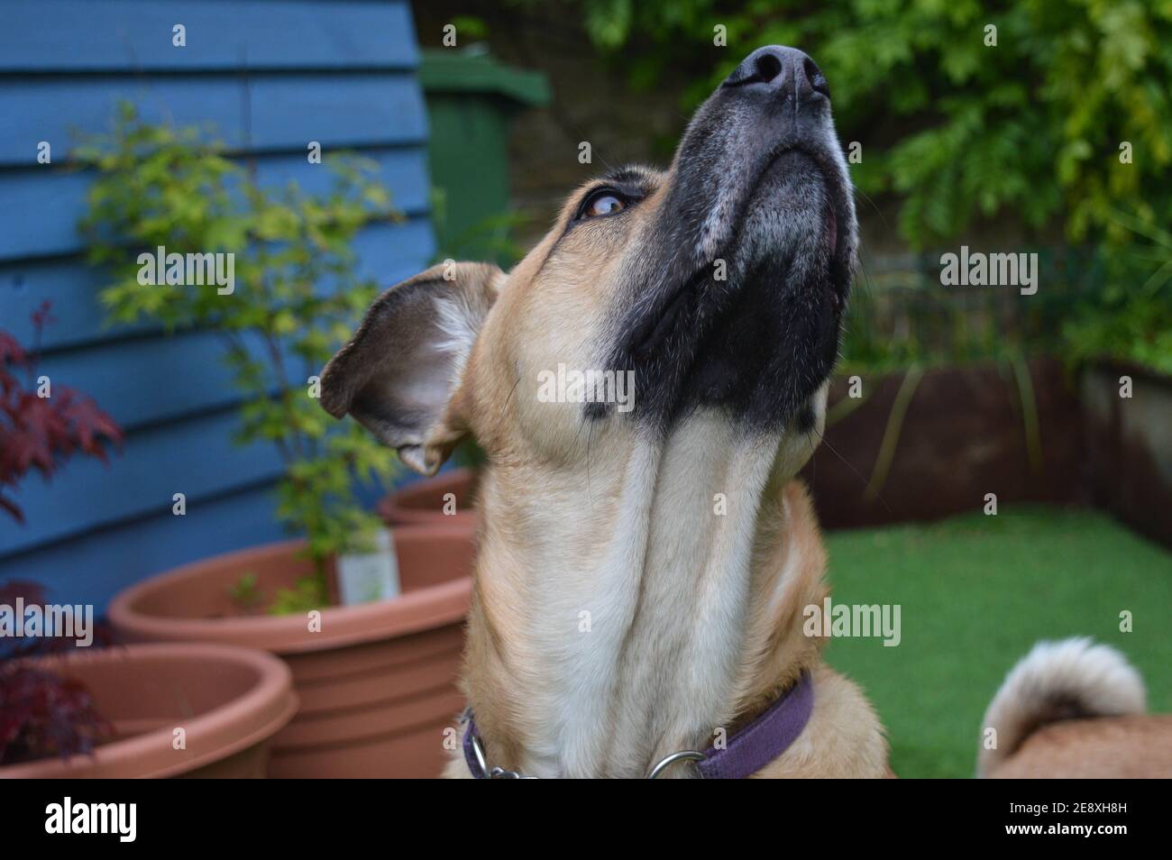 Dog sniffing the air outdoors in the garden Stock Photo - Alamy