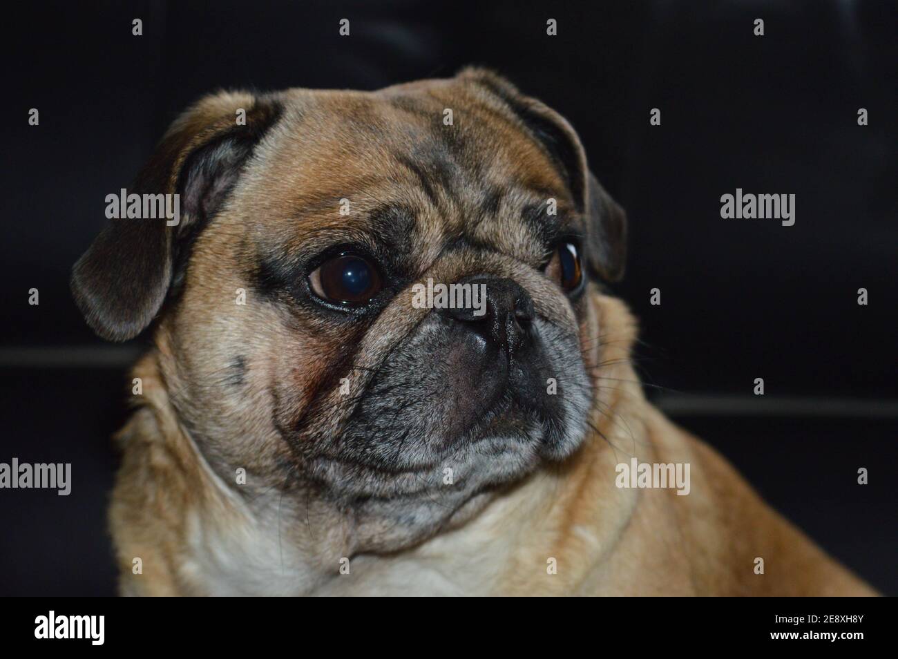 Pug face hi-res stock photography and images - Alamy